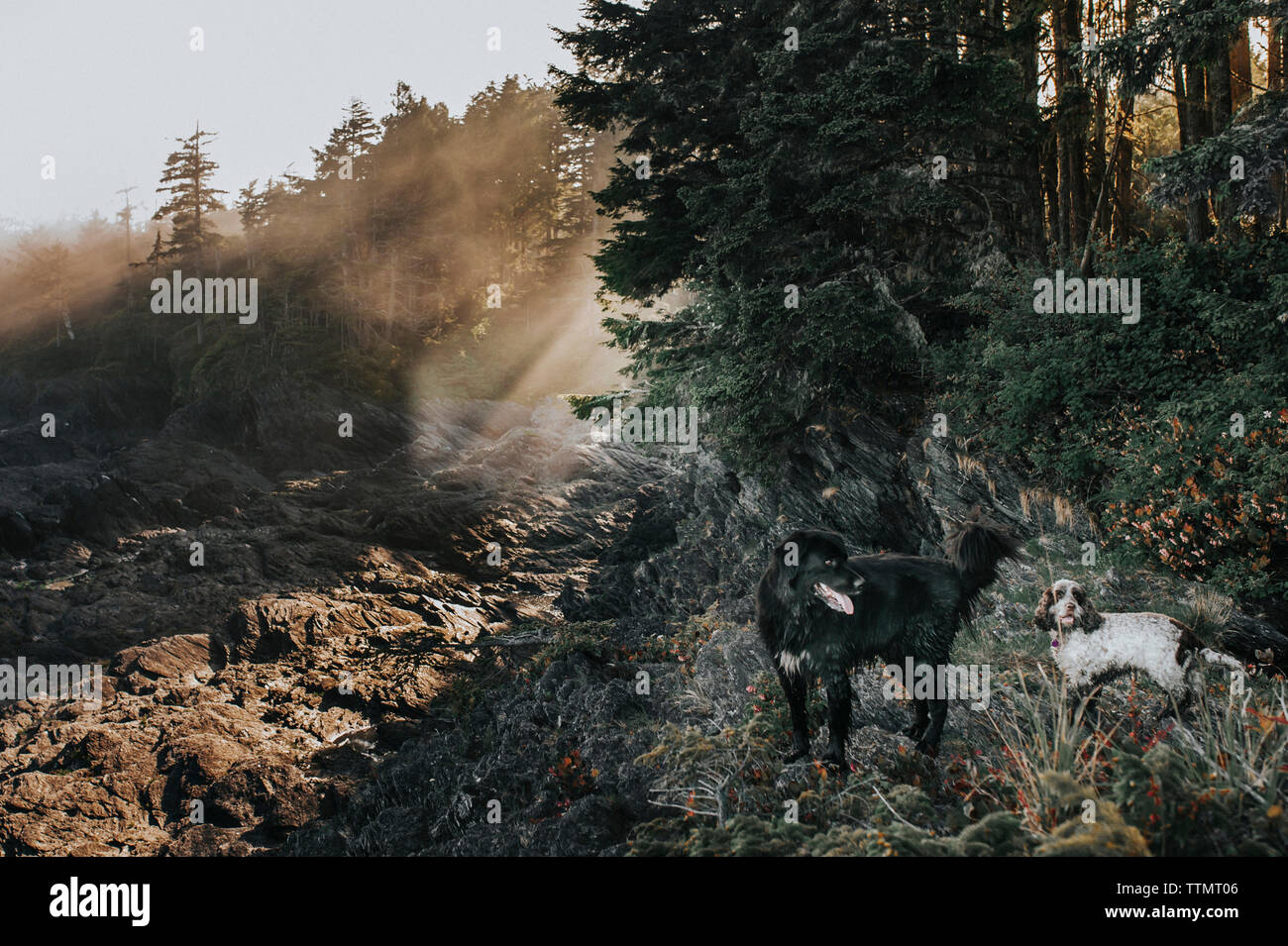 Dogs forest hi-res stock photography and images - Alamy