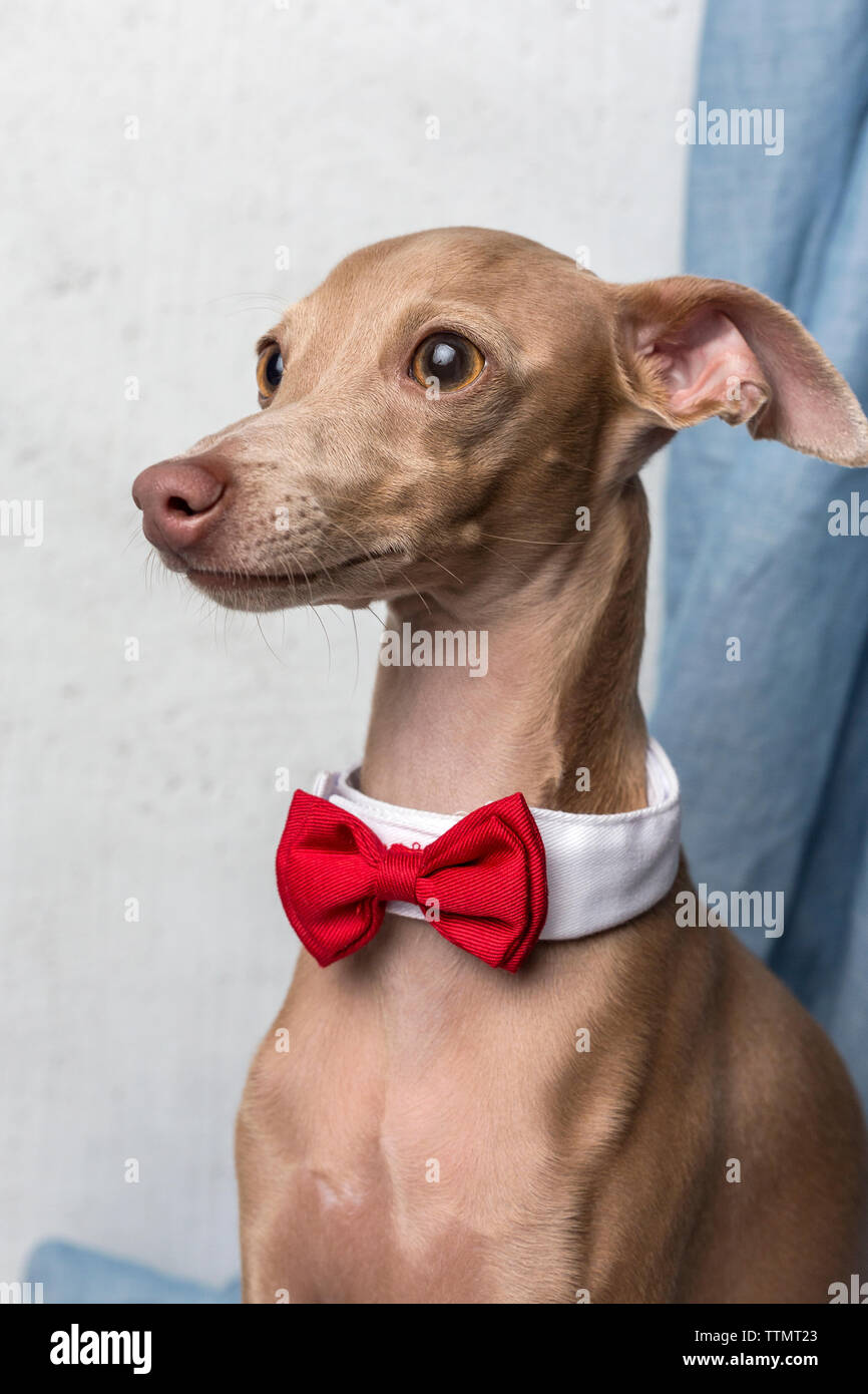 Italian Greyhound High Resolution Stock Photography and Images - Alamy