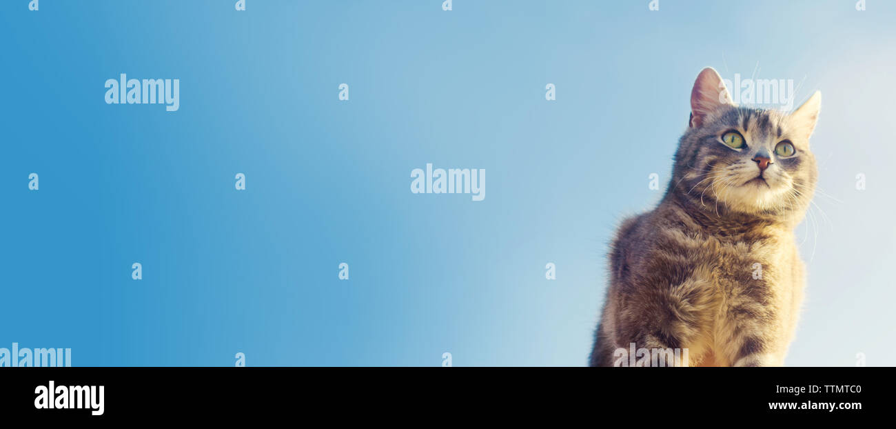 Cute gray cat looks into the distance with curiosity on a blue sky ...