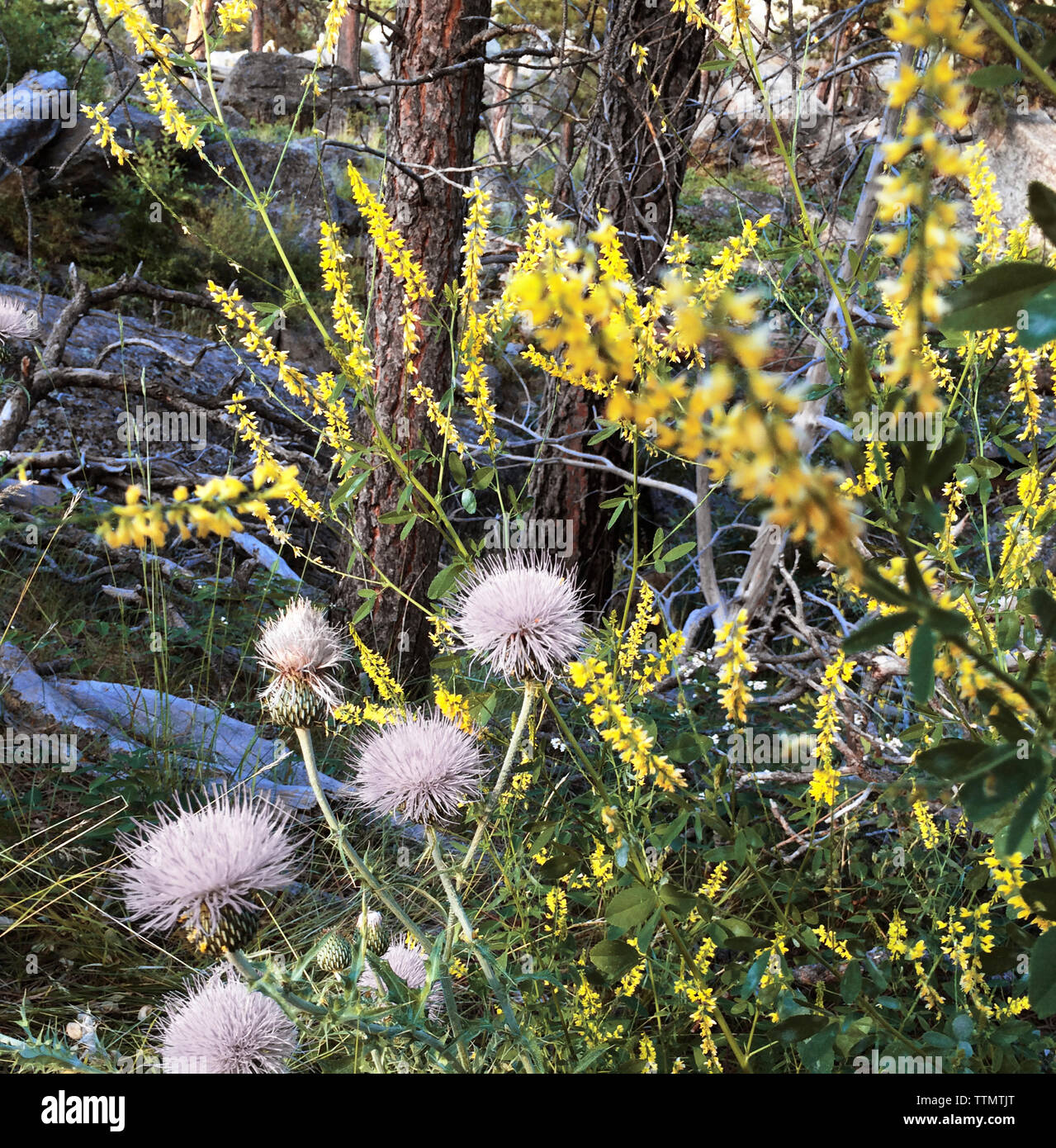 Wildflowers in forest hi-res stock photography and images - Alamy