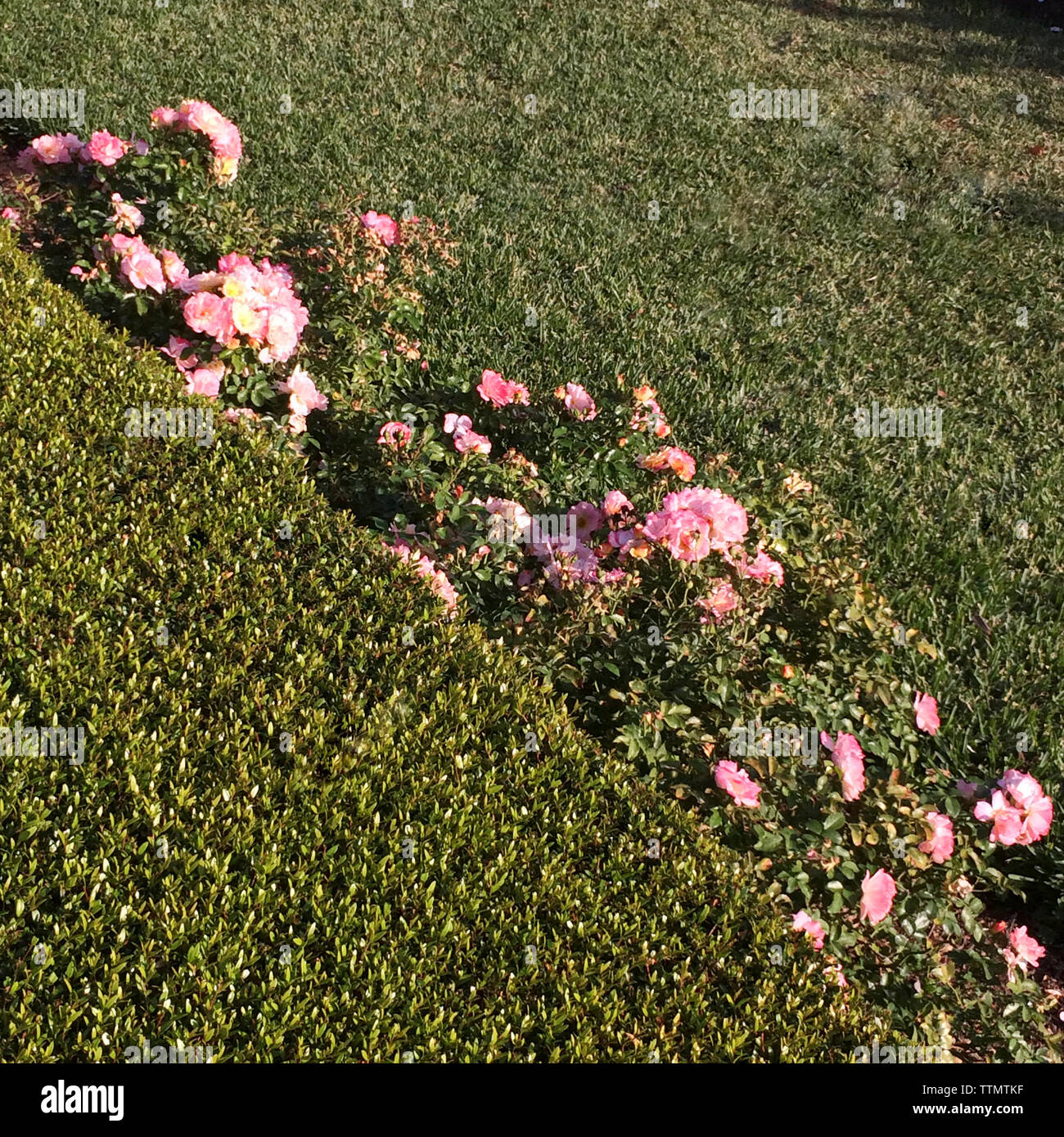 Hedge of pink flowers hi-res stock photography and images - Alamy