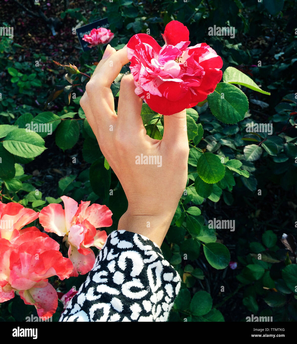 Hand and flowers hi-res stock photography and images - Alamy