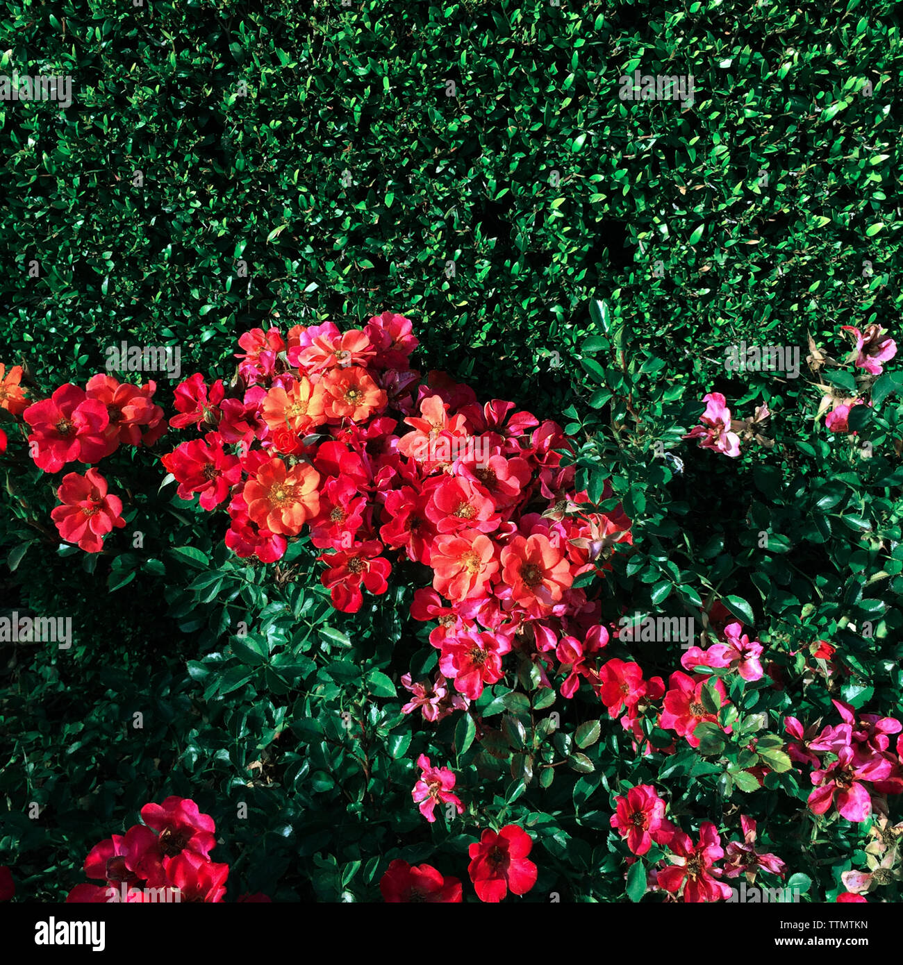 Green plants flowers growing hi-res stock photography and images - Alamy