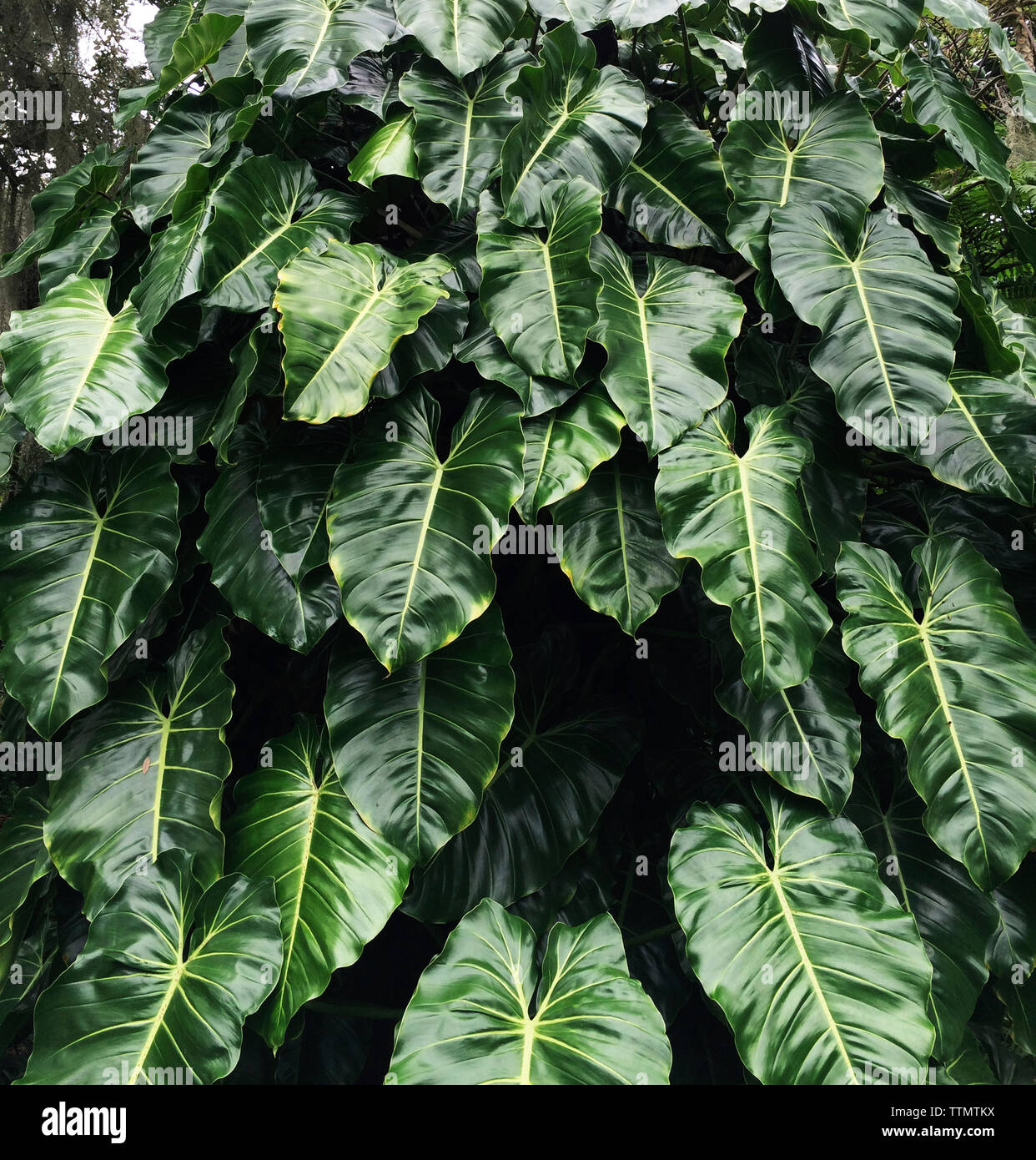 Big green leaves hi-res stock photography and images - Alamy