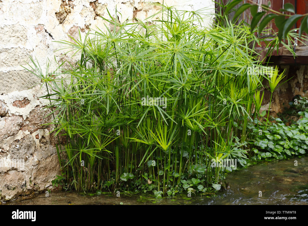 Papyrus plant hi-res stock photography and images - Alamy