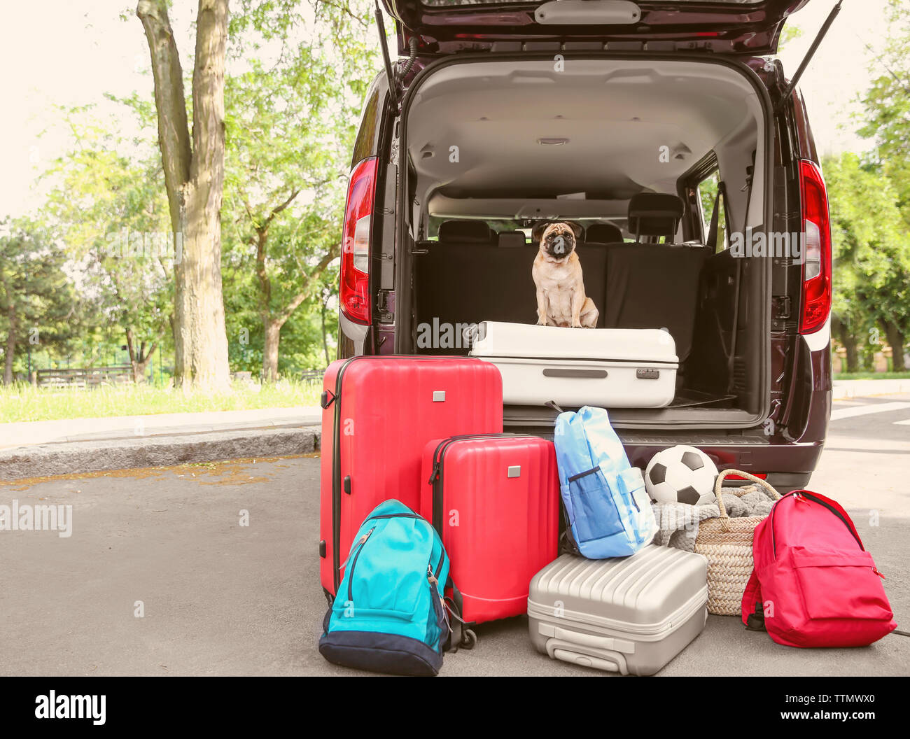 Car trunk with cute pug and luggage. Travel concept Stock Photo - Alamy