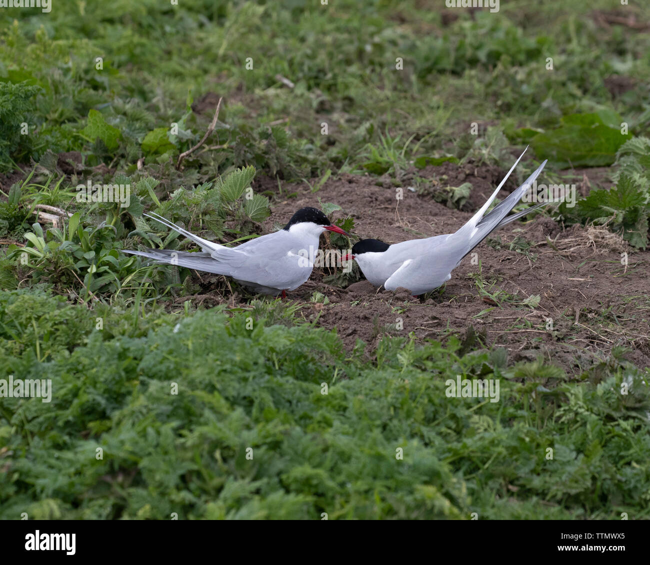 Courting behaviour hi-res stock photography and images - Alamy