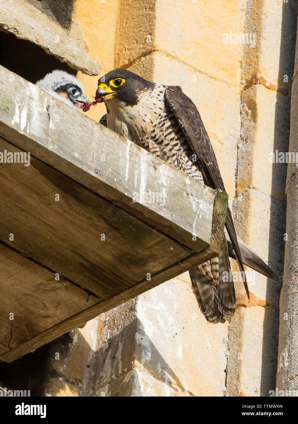 Female Peregrine Falcon at Tewkesbury Abbey Stock Photo - Alamy