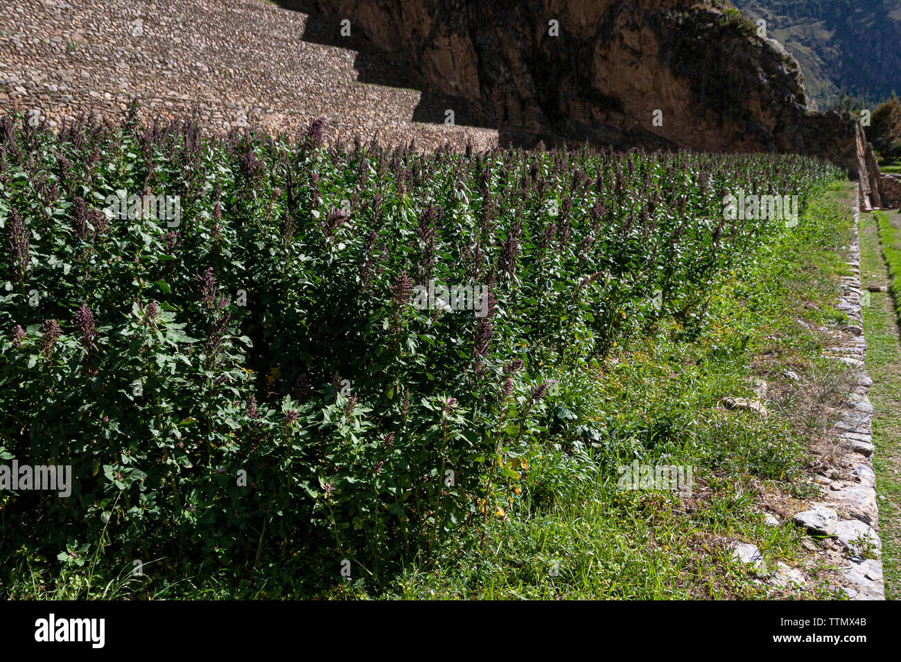 Quinoa plant hi-res stock photography and images - Alamy