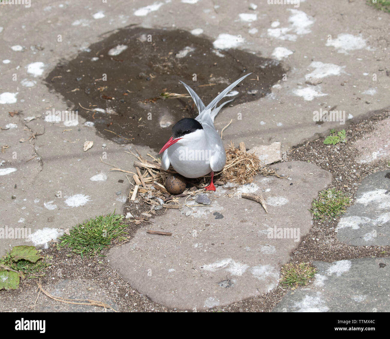 Arctic incubating egg on nest Stock Photo - Alamy