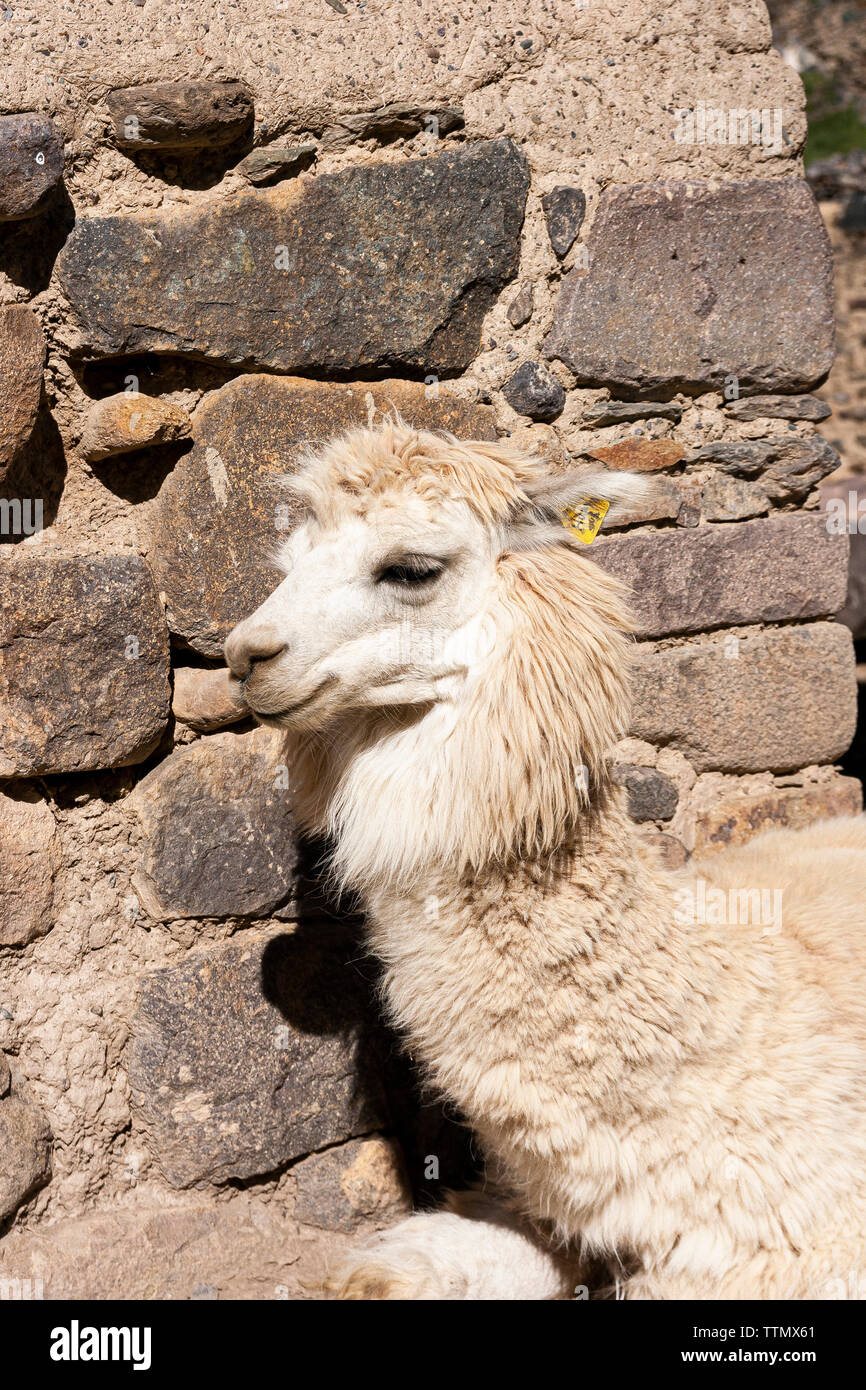 Close-up portrait of a Llama Stock Photo - Alamy