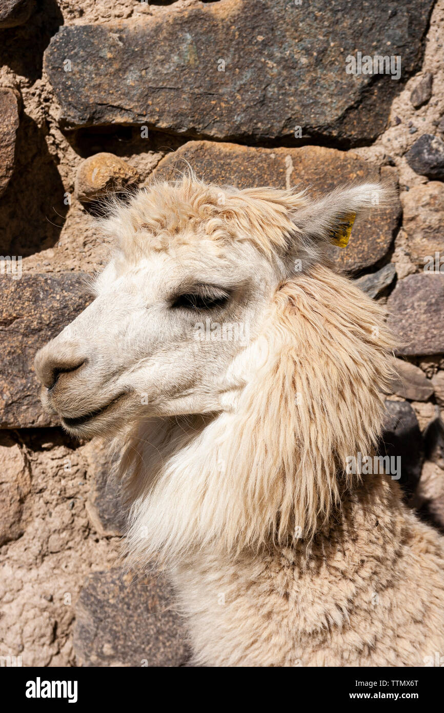 Close-up portrait of a Llama Stock Photo - Alamy