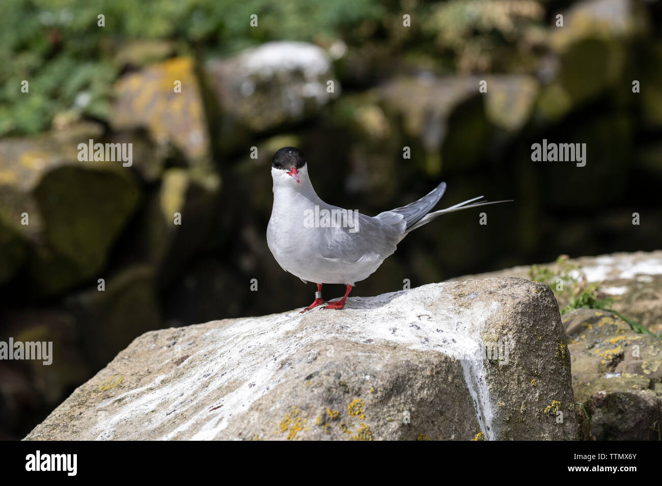 Arctic tern standing on rocks Stock Photo - Alamy