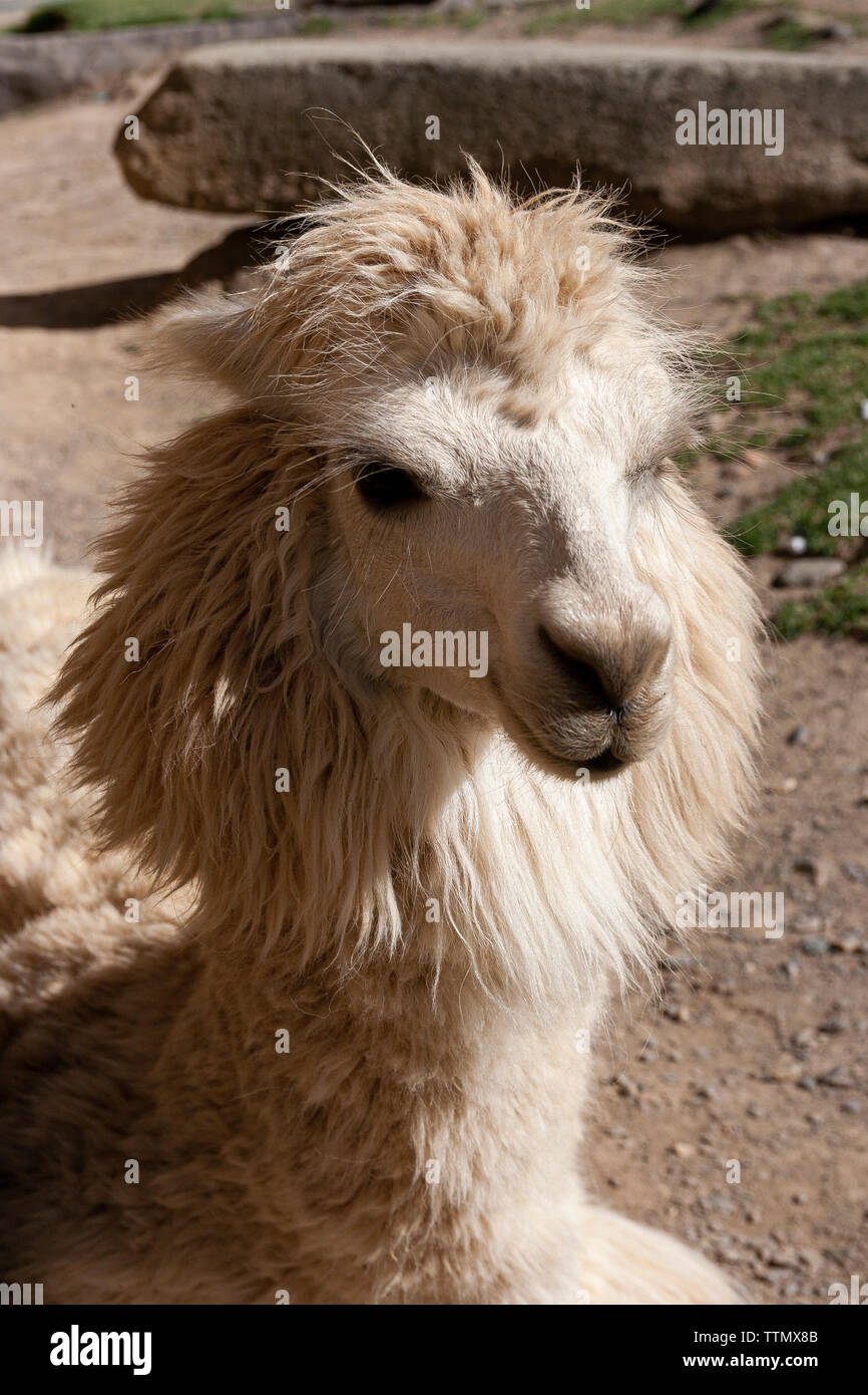 Andes llama hi-res stock photography and images - Alamy