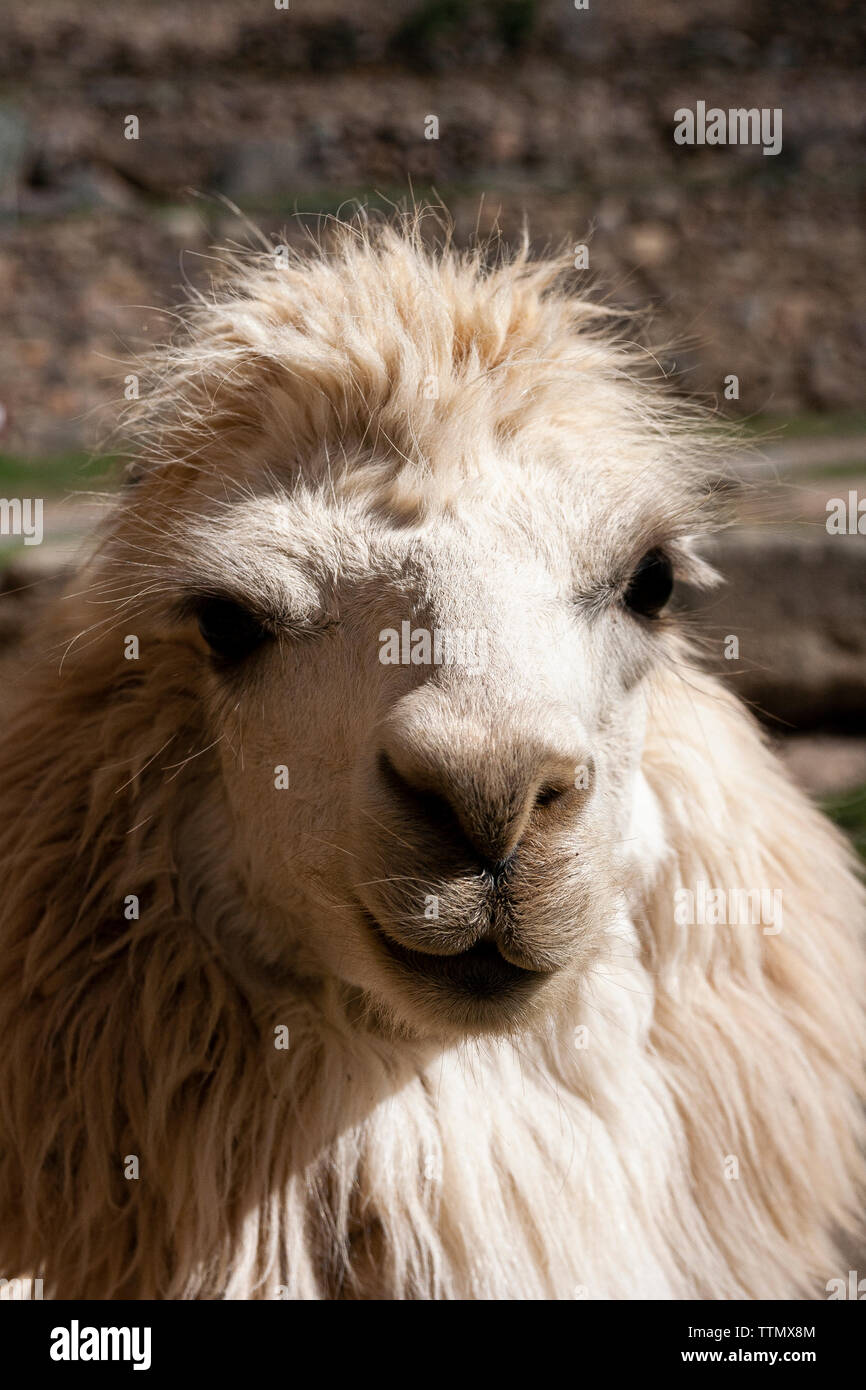 Wooly llamas hi-res stock photography and images - Alamy