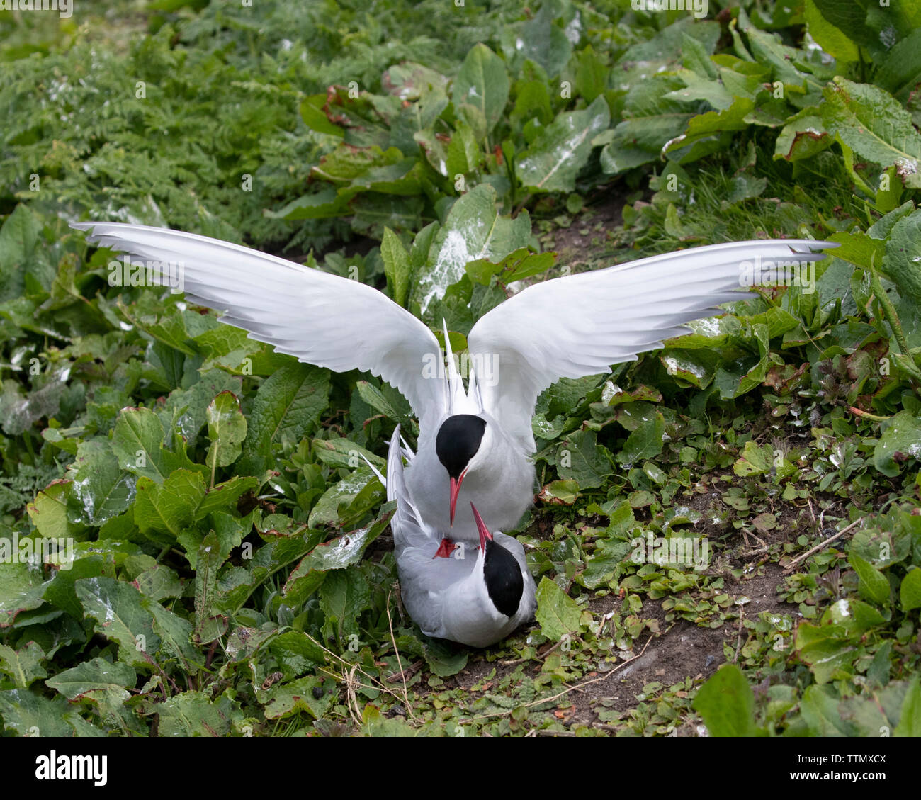 Two arctic terns mating Stock Photo - Alamy
