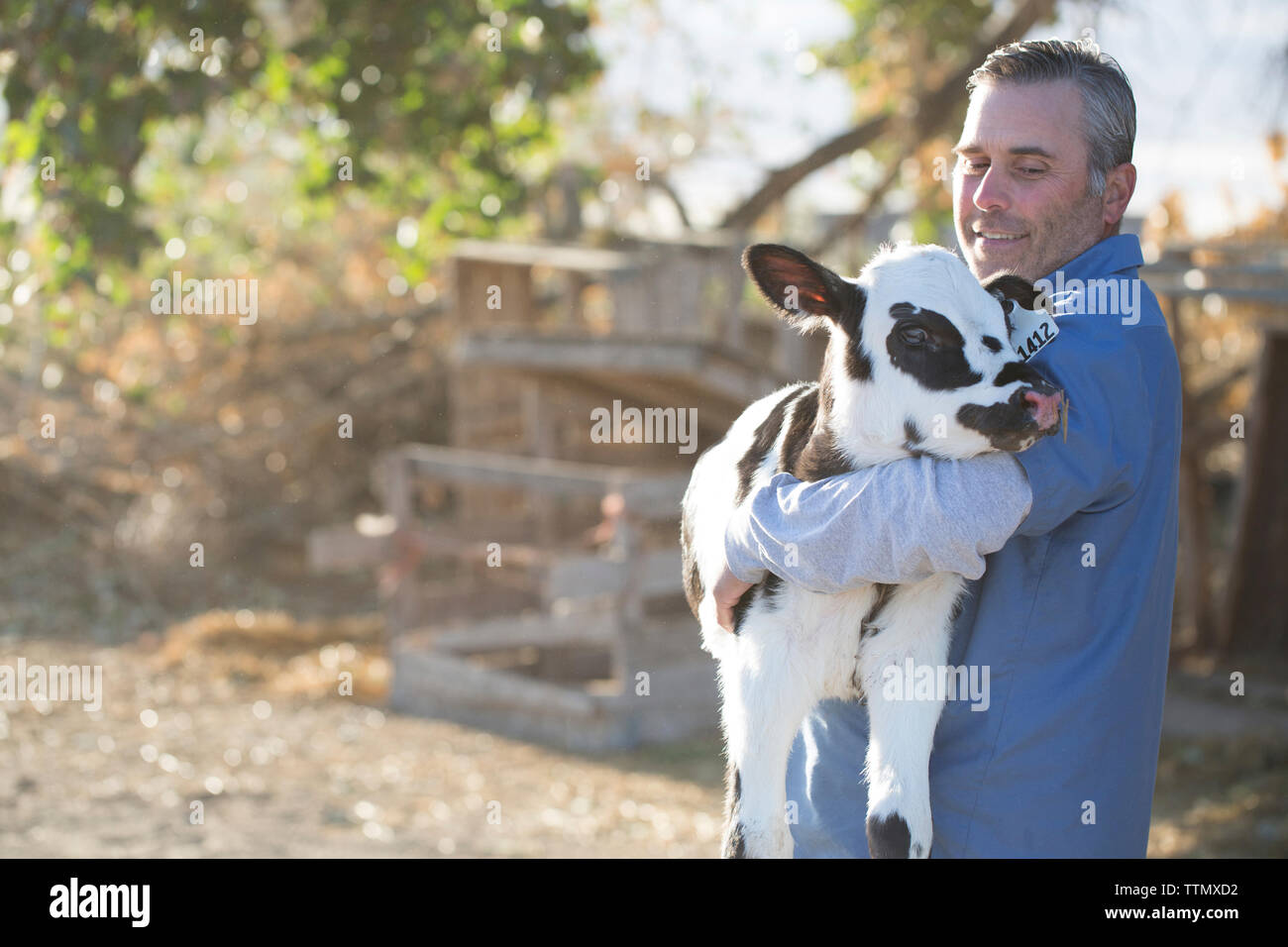 One day old calf hi-res stock photography and images - Alamy