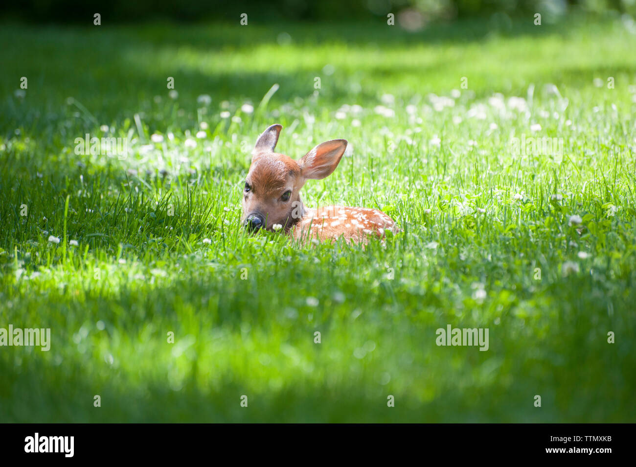 Fawn portrait hi-res stock photography and images - Alamy