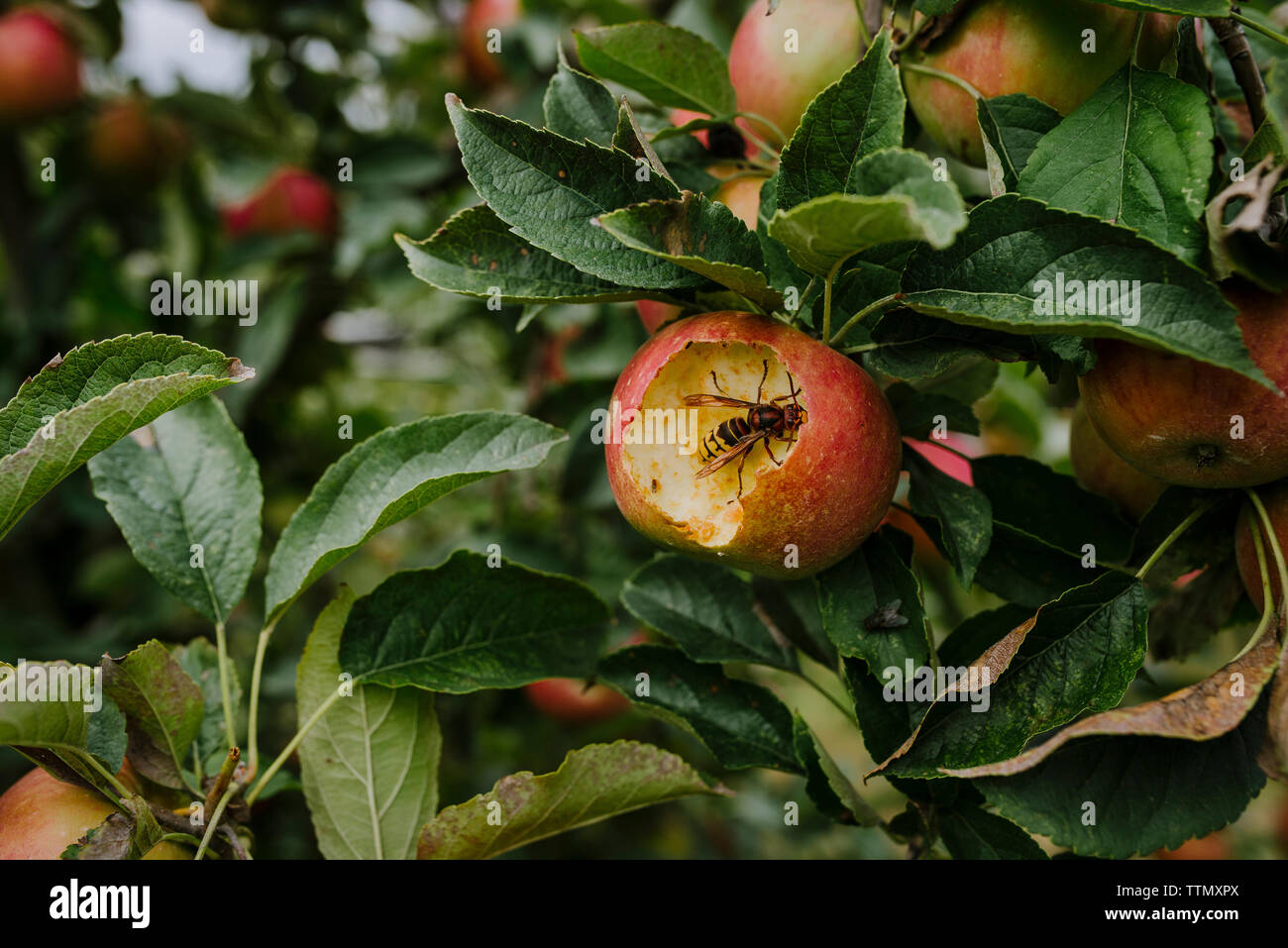Orchard close hi-res stock photography and images - Alamy