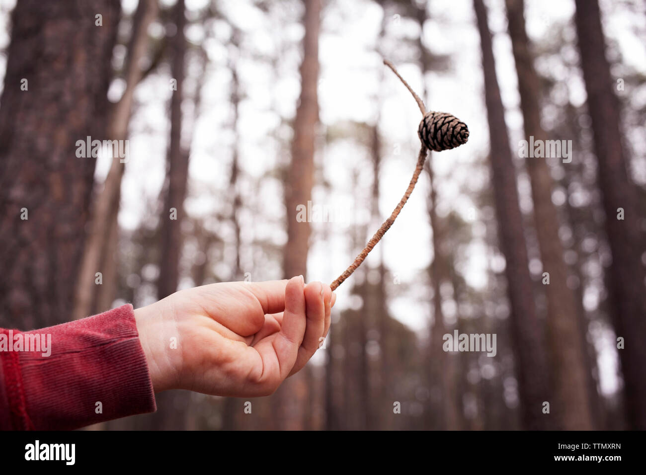 Human hand holding tree branch hi-res stock photography and images - Alamy