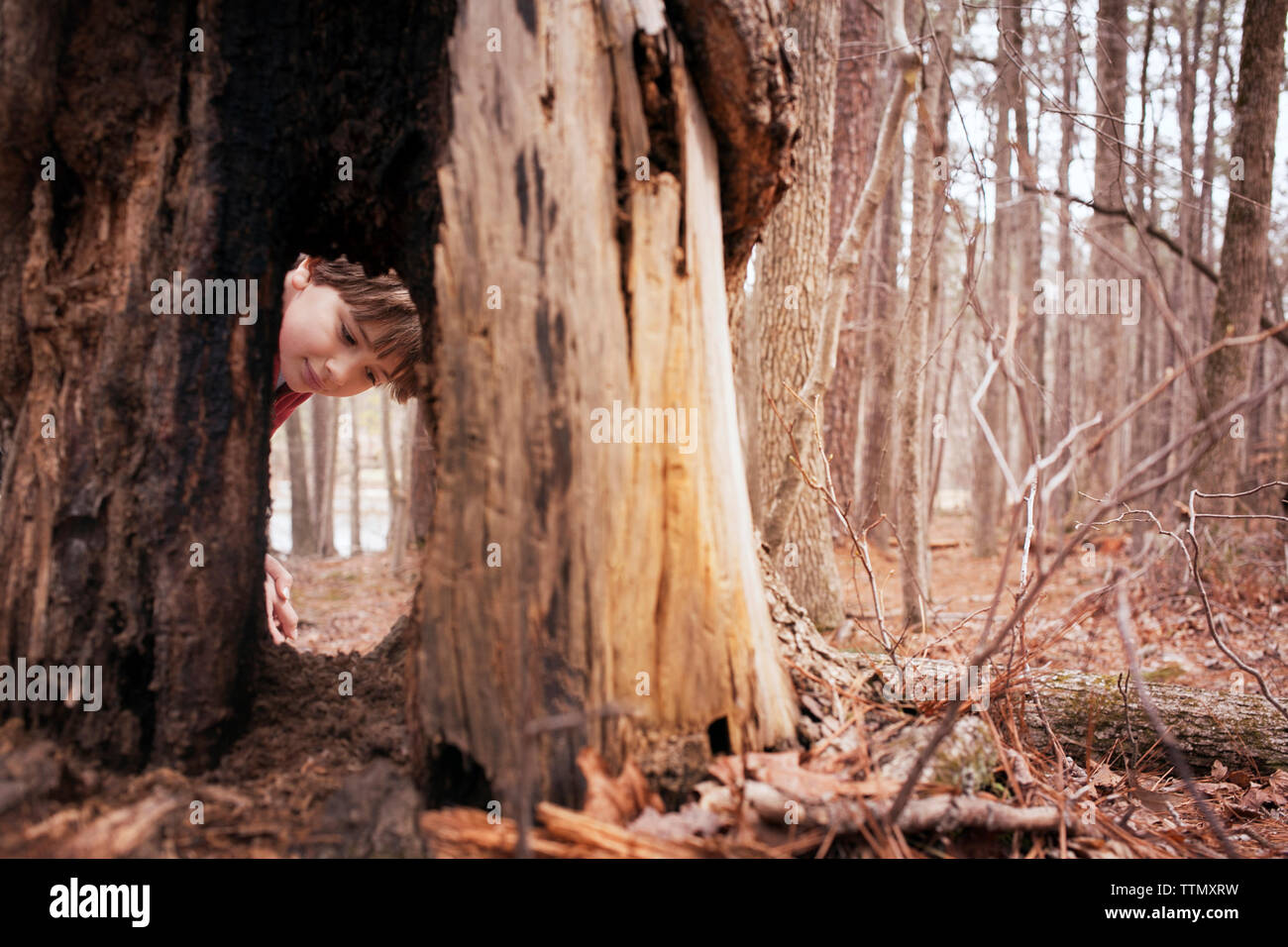 Boy (6-7) looking at tree Stock Photo - Alamy
