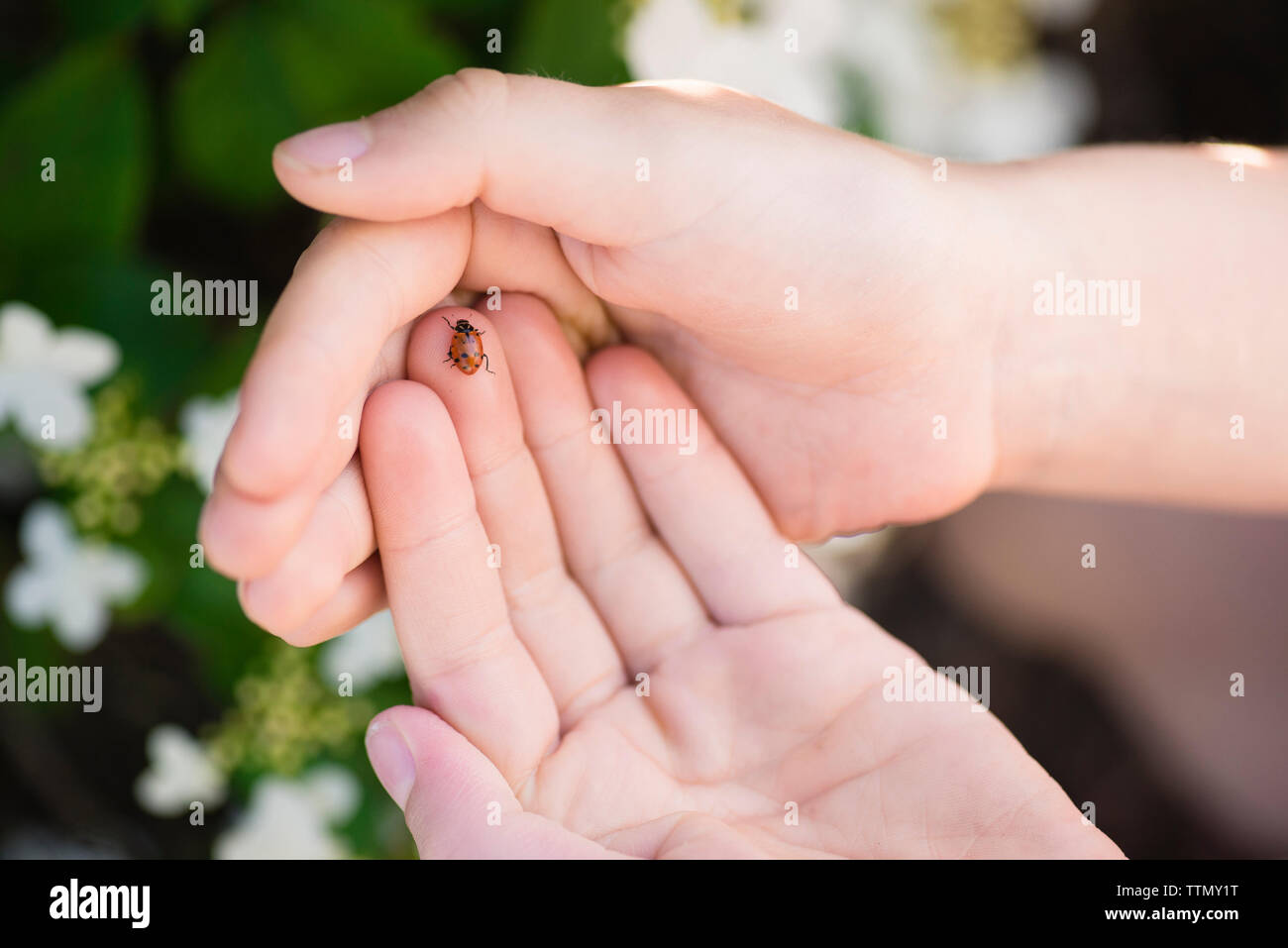 Holding insect hi-res stock photography and images - Alamy