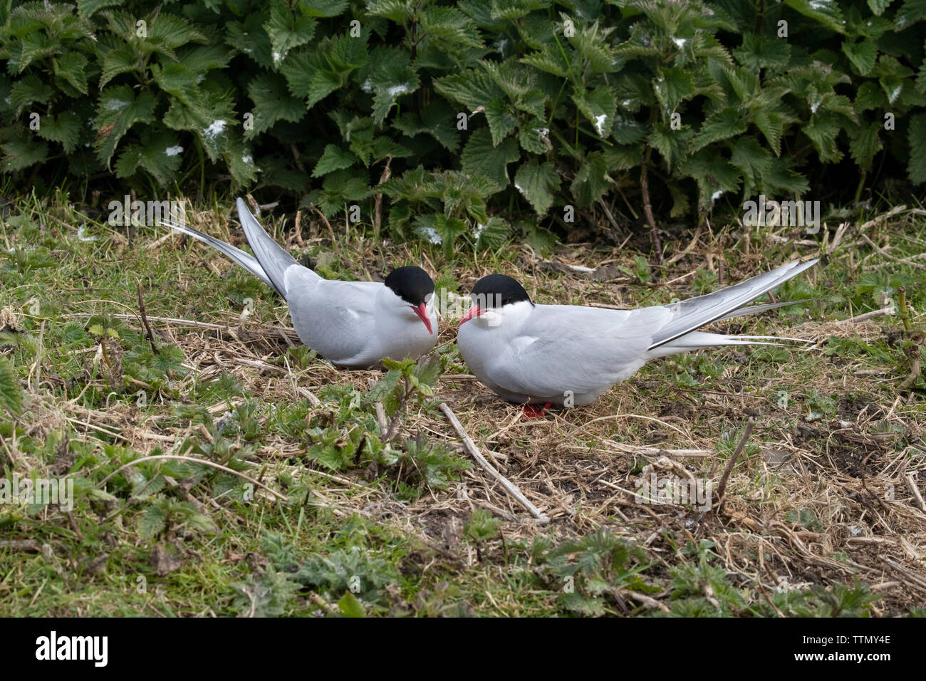 Arctic terns showing courting behaviour Stock Photo - Alamy