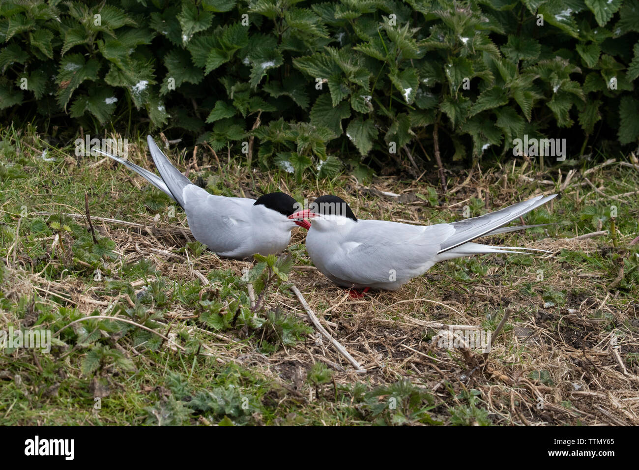 Courting behaviour hi-res stock photography and images - Alamy