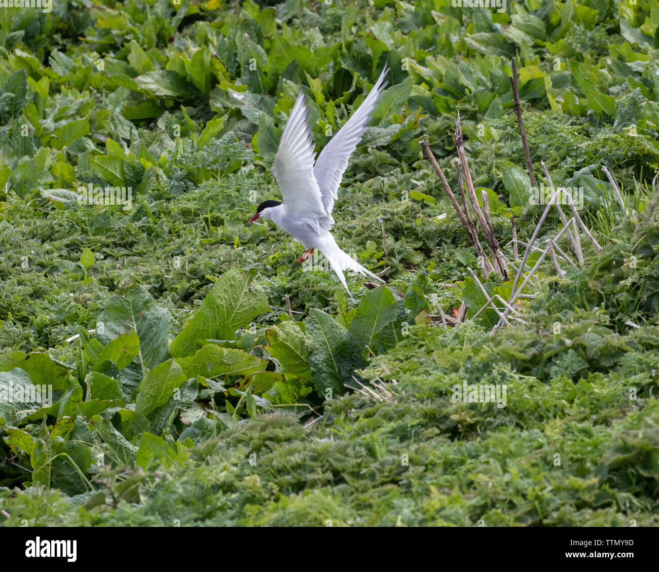 Tern nesting site hi-res stock photography and images - Alamy