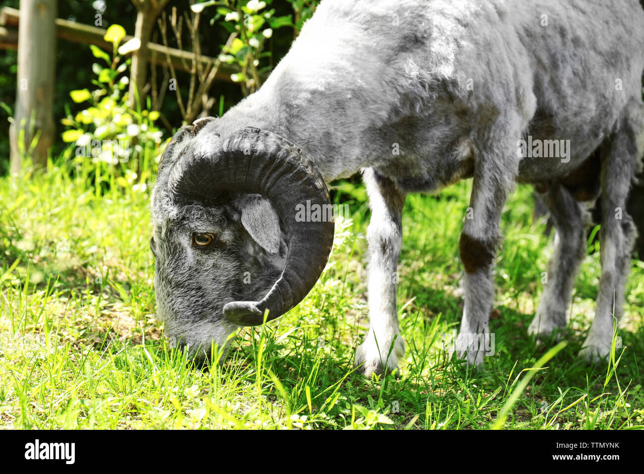 Ram on farm hi-res stock photography and images - Alamy