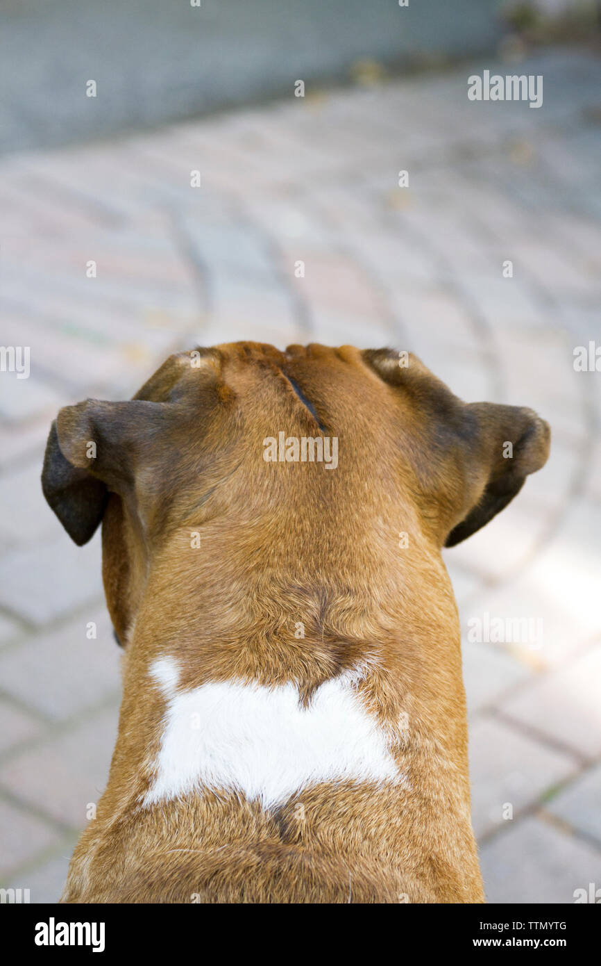 Adult female brown (fawn) Boxer dog standing on a brick patio facing ...