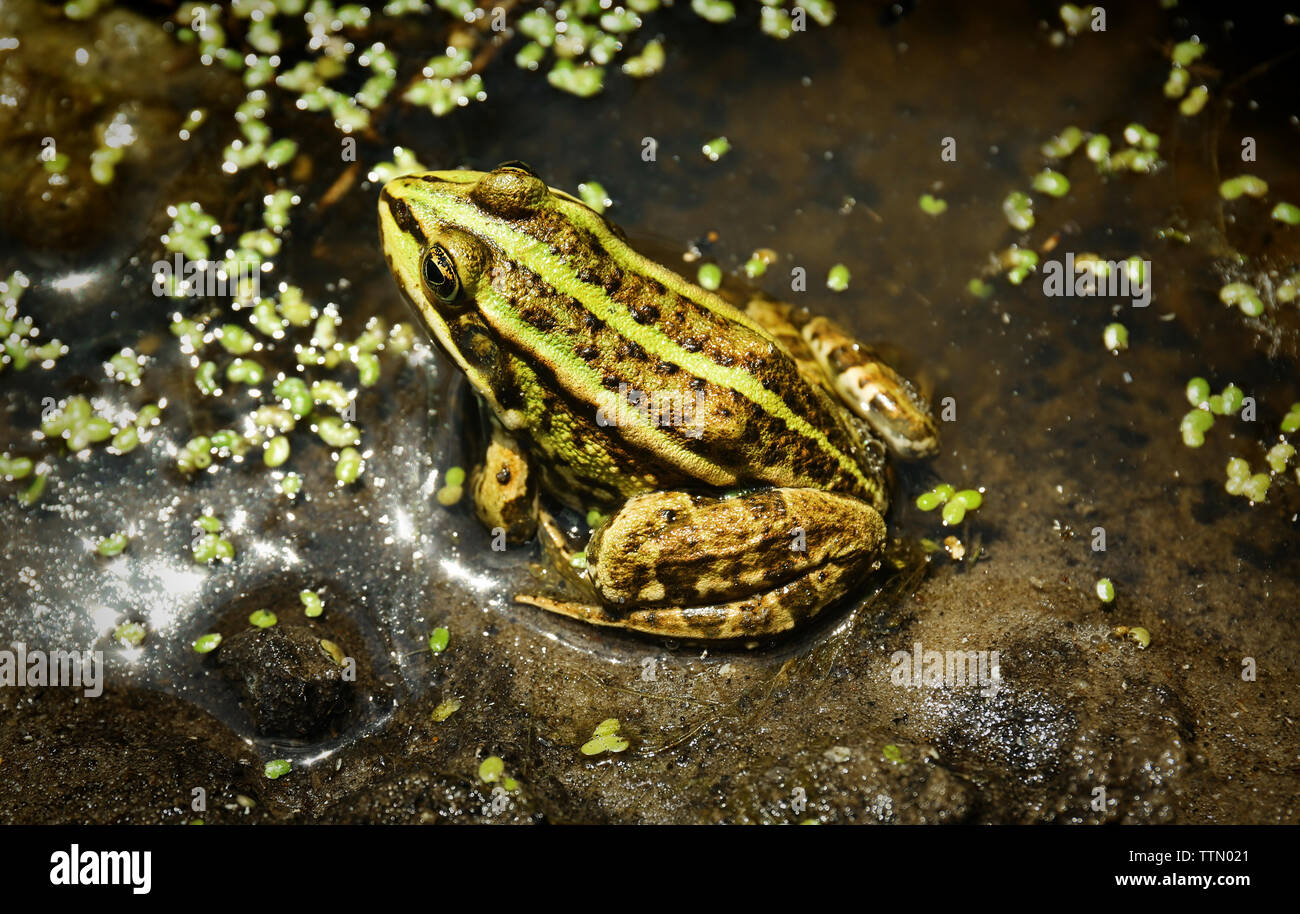 Green toad on nature background Stock Photo - Alamy