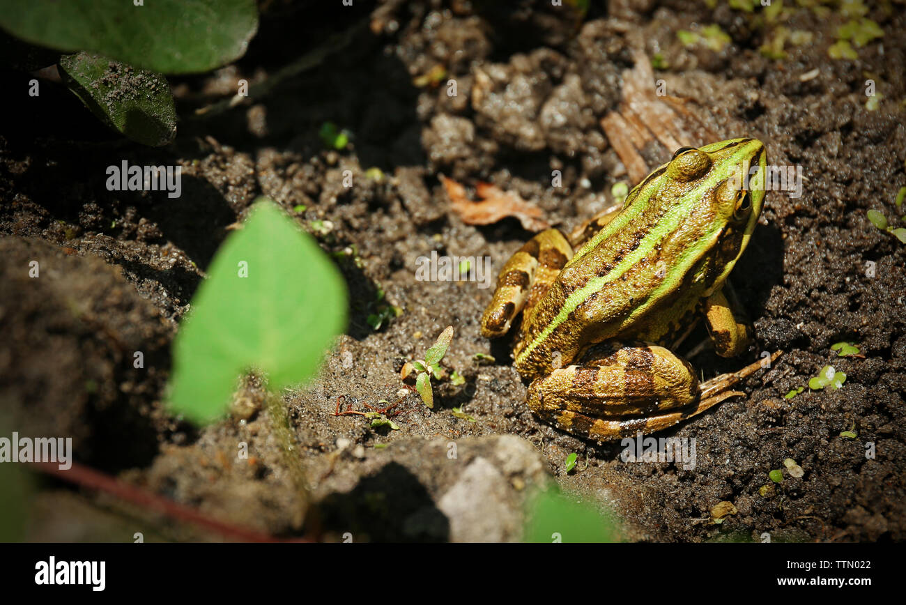 Eastern green toad hi-res stock photography and images - Alamy