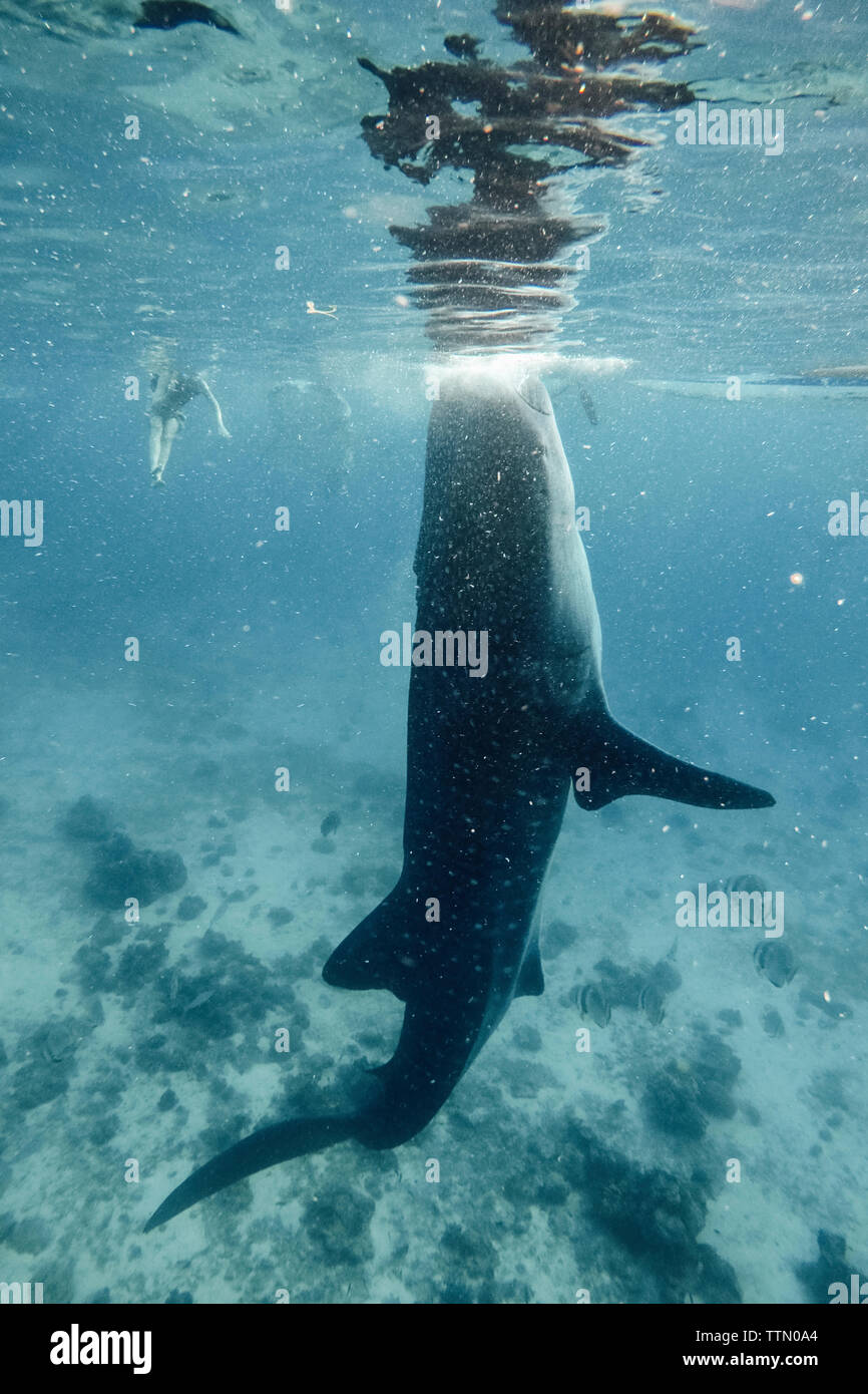 Whale shark swimming hi-res stock photography and images - Alamy