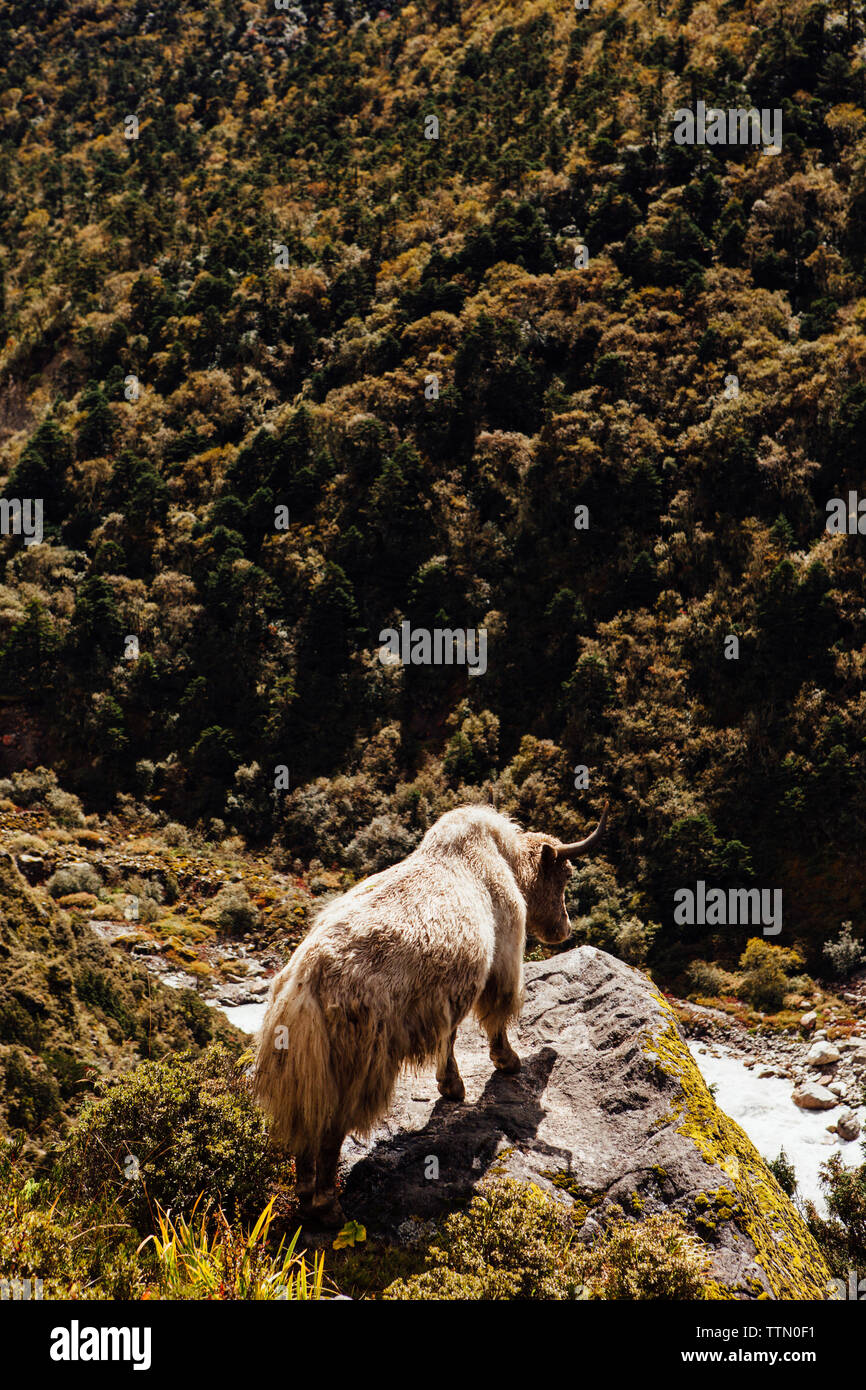 Yak mountains hi-res stock photography and images - Alamy