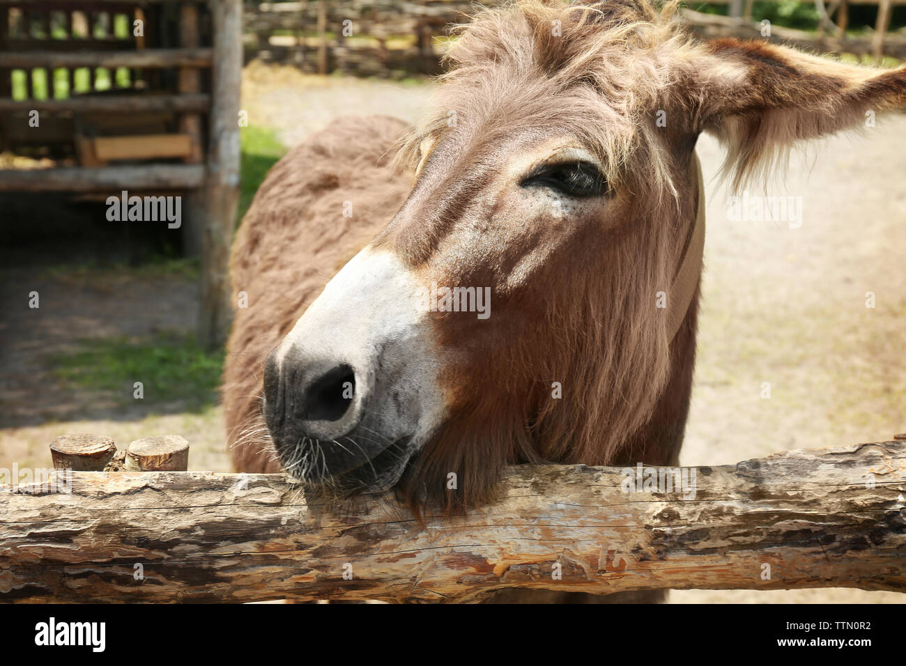 Funny donkey on farm Stock Photo - Alamy