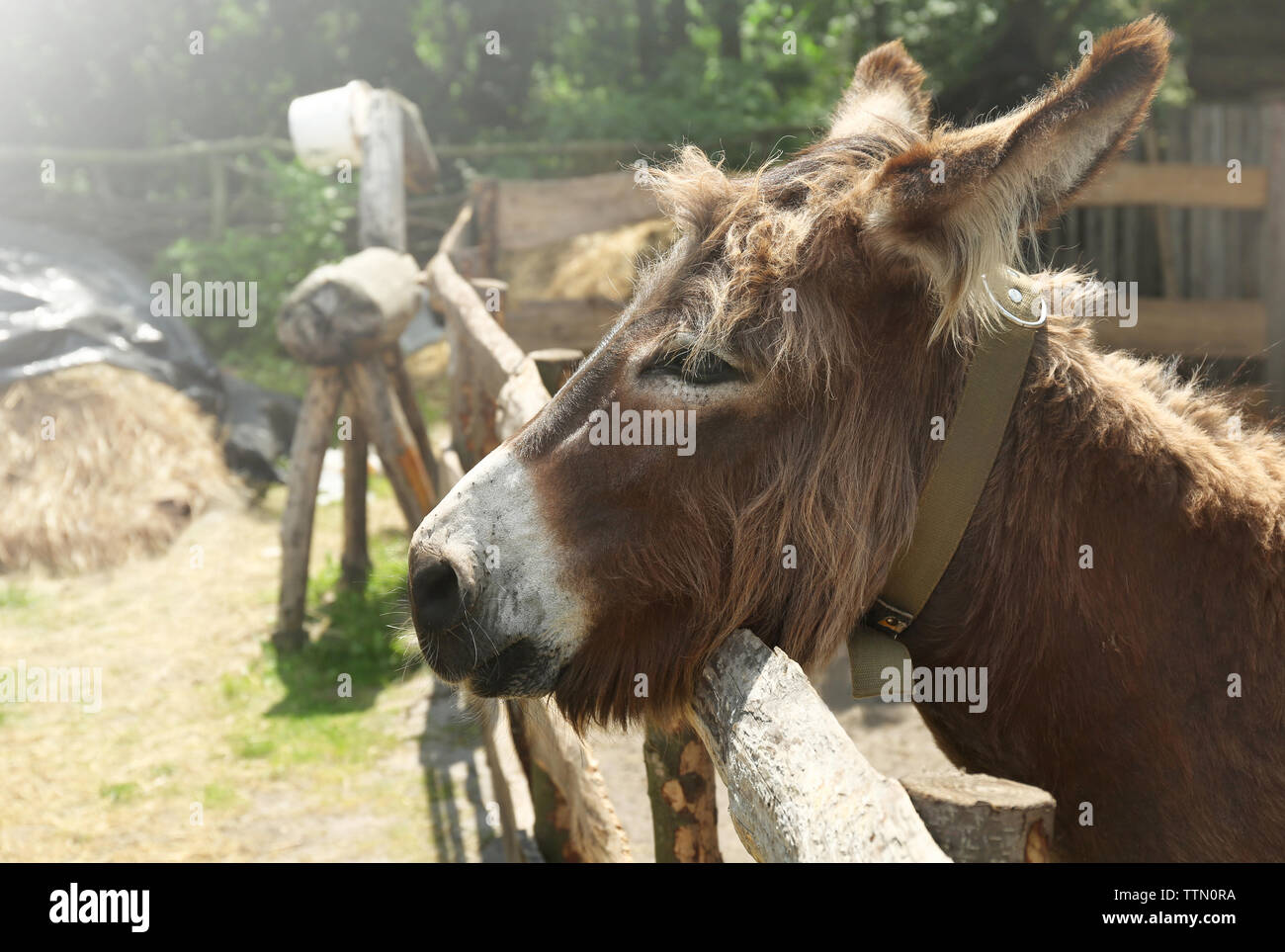 Funny donkey on farm Stock Photo - Alamy