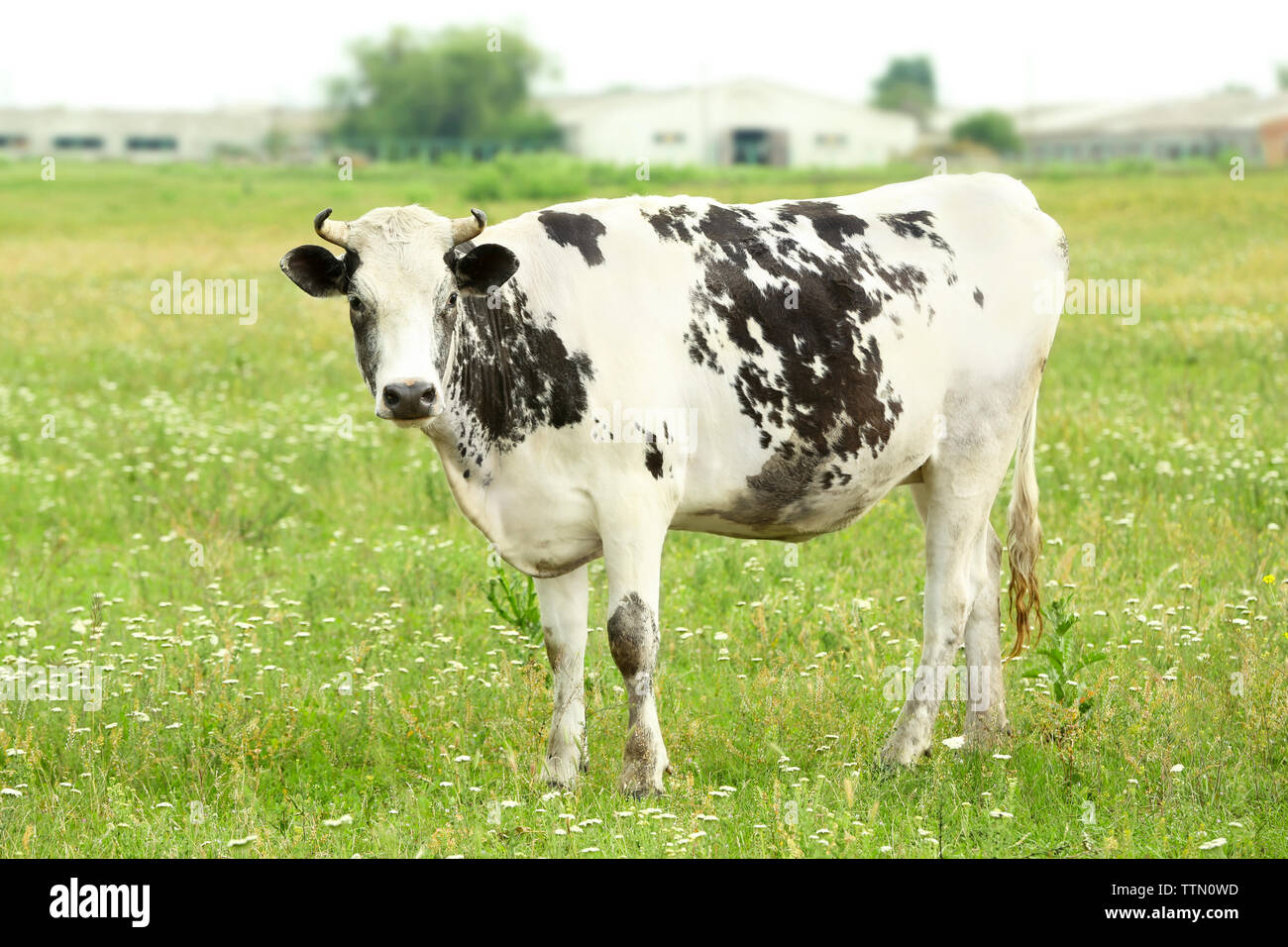 Single cow on the meadow Stock Photo - Alamy