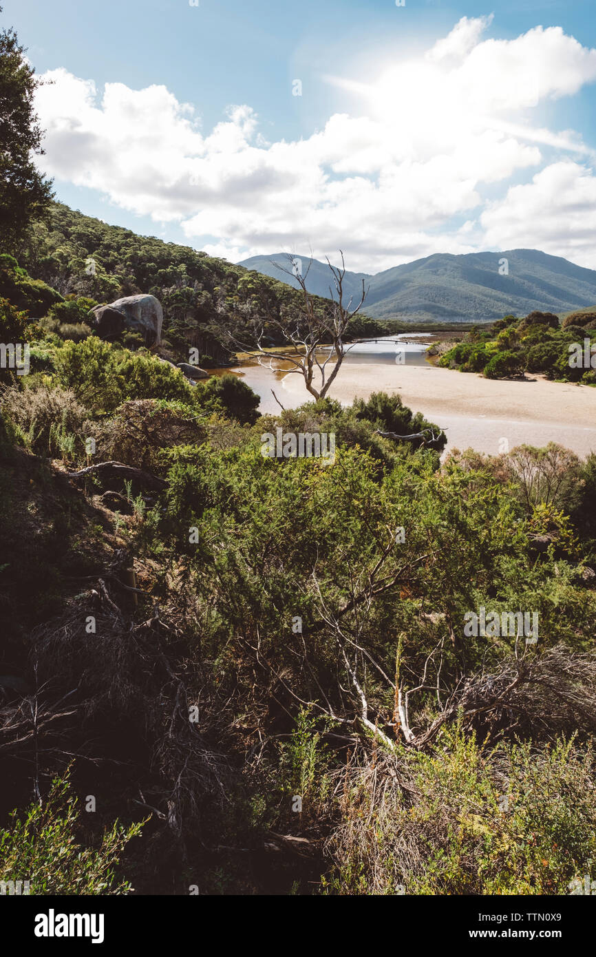 Plants by river in forest at Wilsons Promontory National Park Stock ...