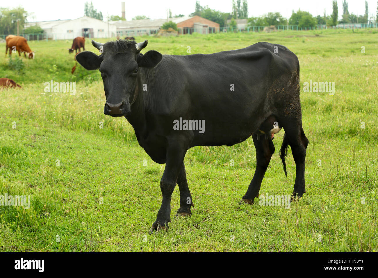 Single cow on the meadow Stock Photo - Alamy