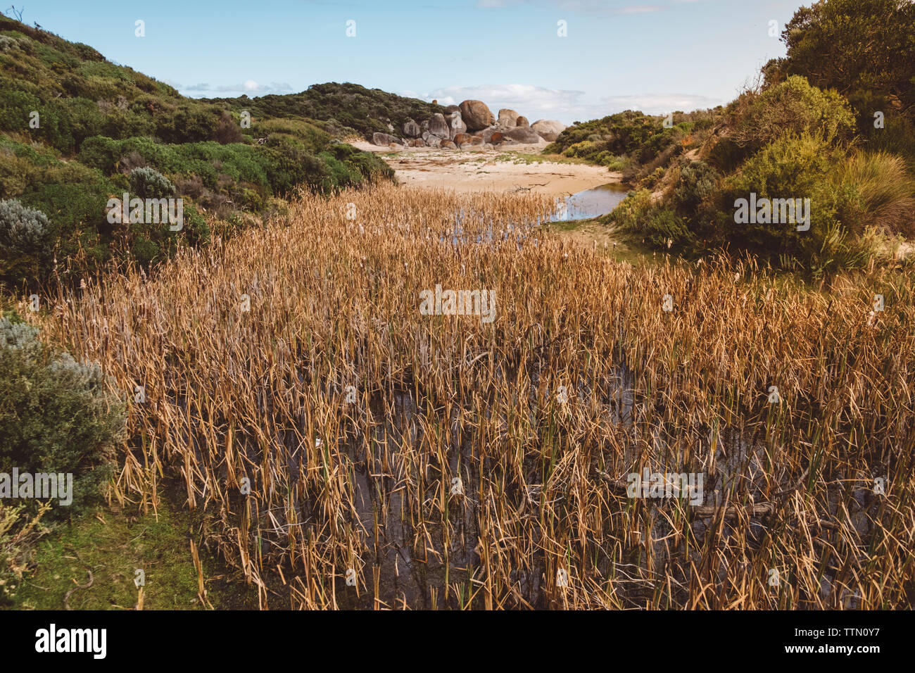 Plants growing on field in forest at Wilsons Promontory National Park ... Plants growing on field in forest at Wilsons Promontory National Park ...