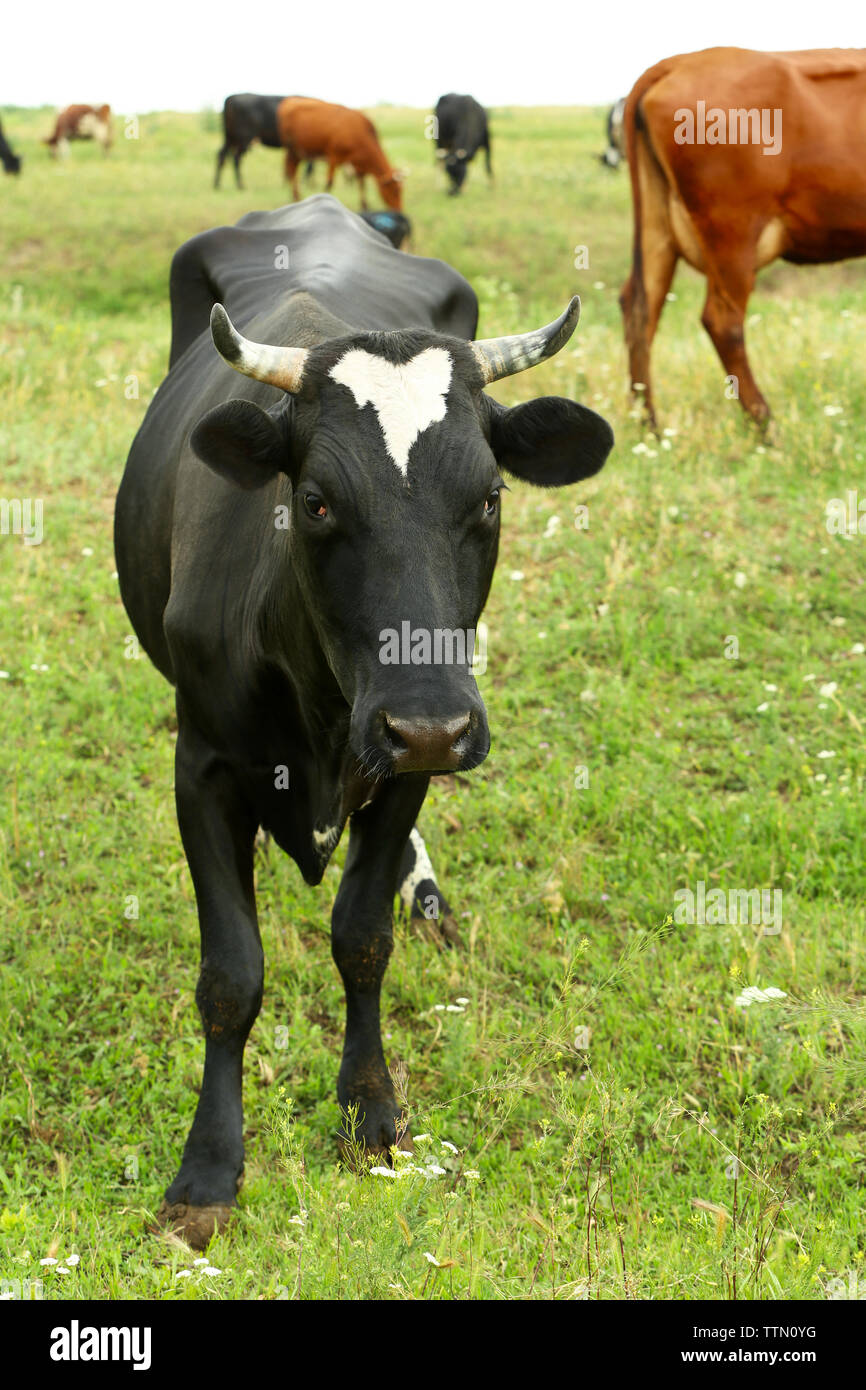 Single cow on the meadow Stock Photo - Alamy