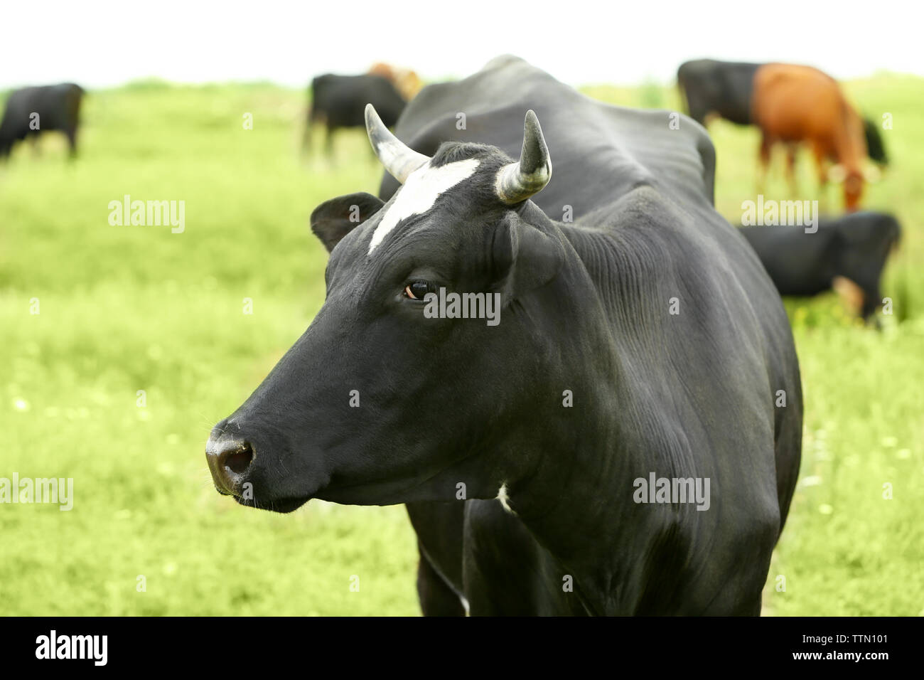 Single cow on the meadow Stock Photo - Alamy