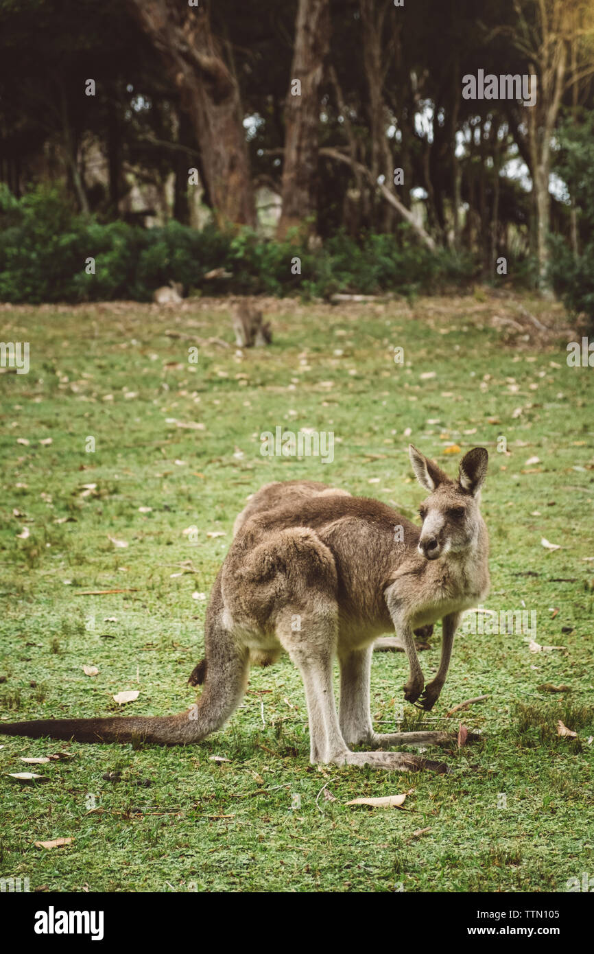 Kangaroo standing hi-res stock photography and images - Alamy