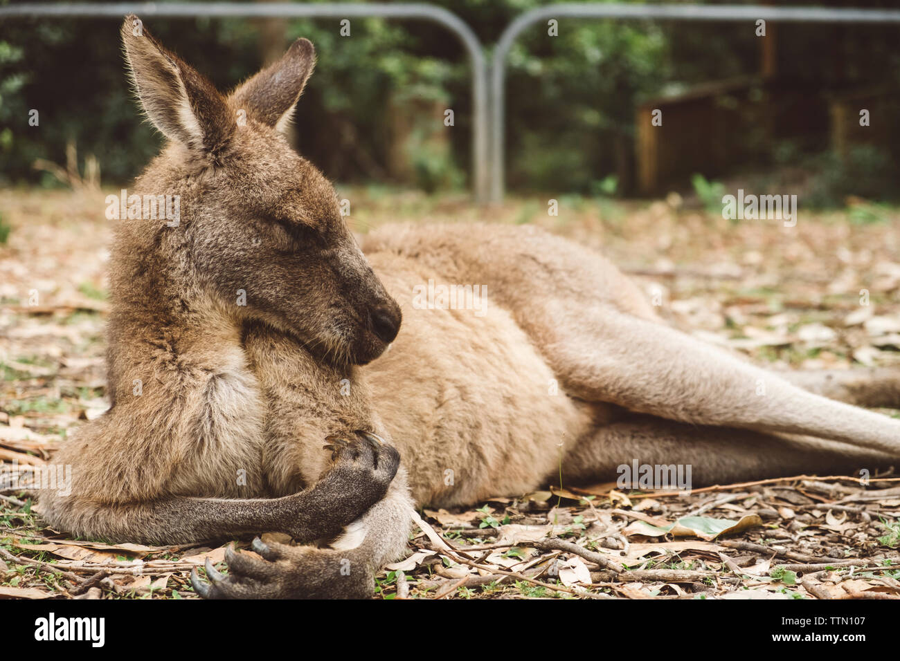 Kangaroo Lying Down High Resolution Stock Photography and Images - Alamy