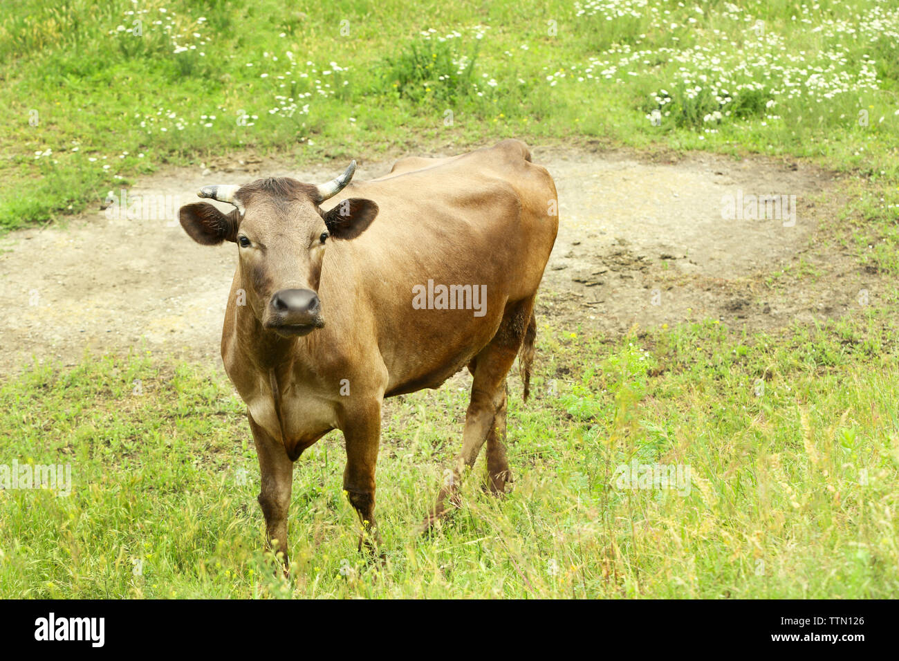 Single cow on the meadow Stock Photo - Alamy