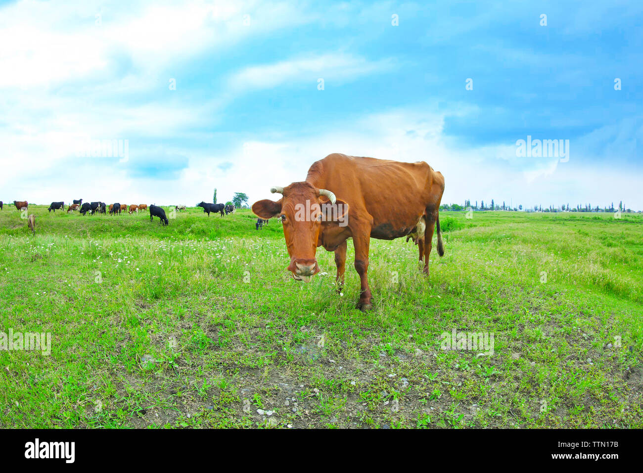 Single cow on the meadow Stock Photo - Alamy