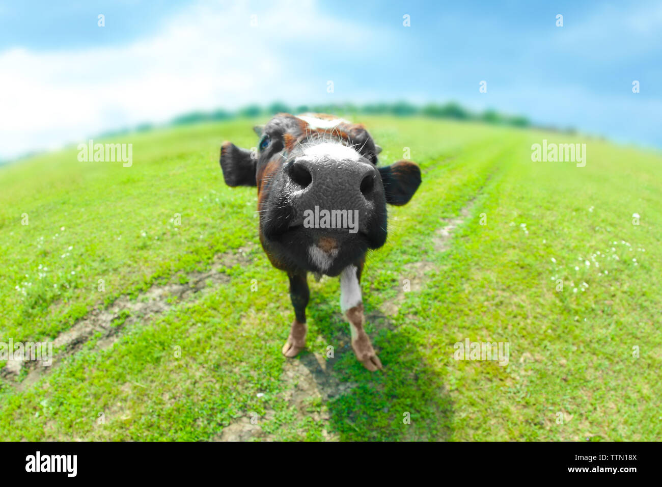 Single cow on the meadow Stock Photo - Alamy