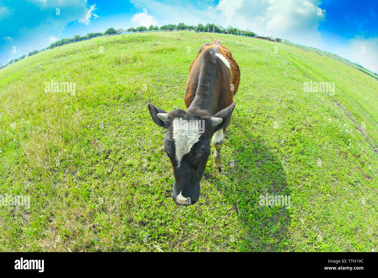 Single cow on the meadow Stock Photo - Alamy