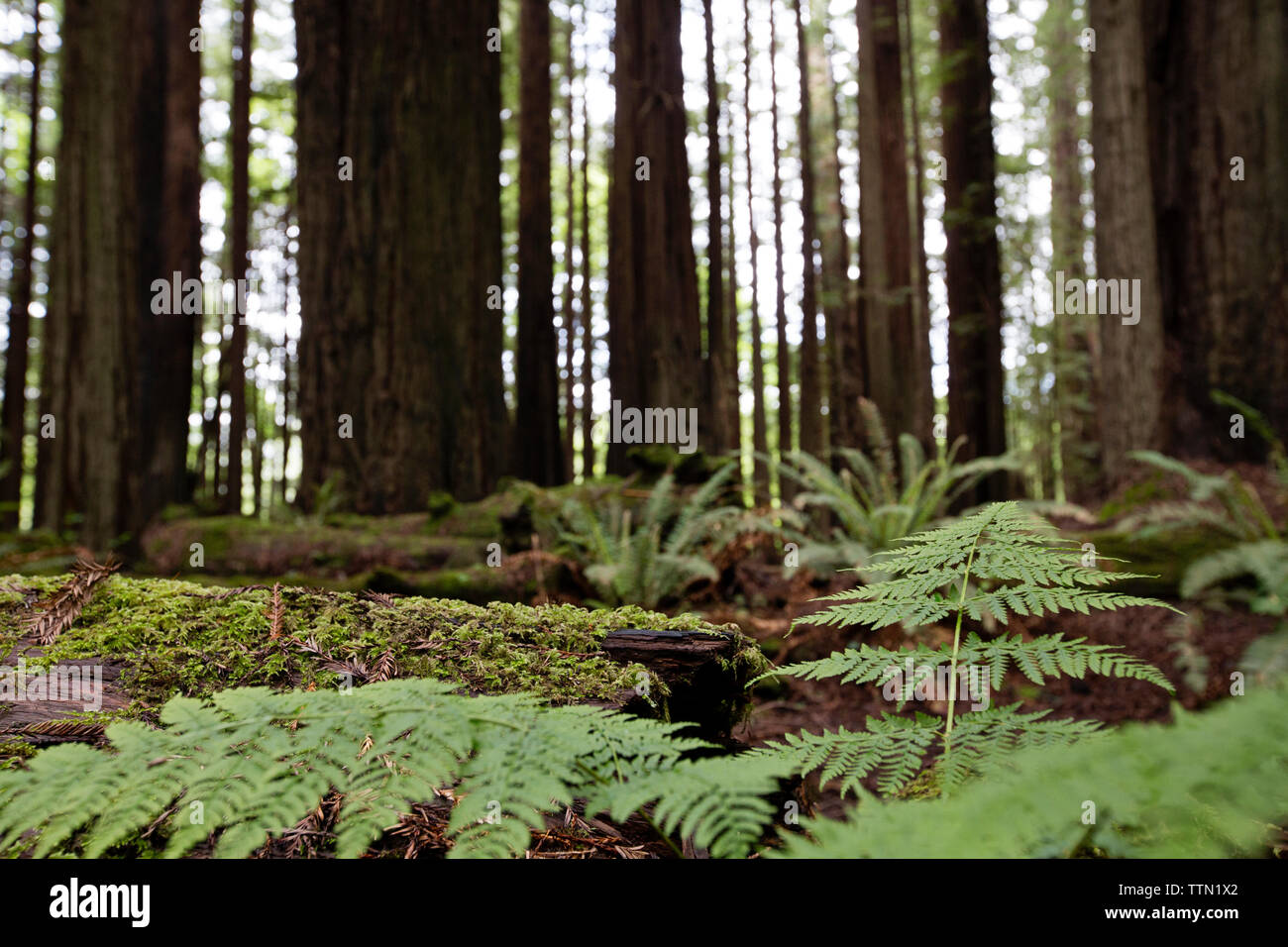 Plants growing hi-res stock photography and images - Alamy